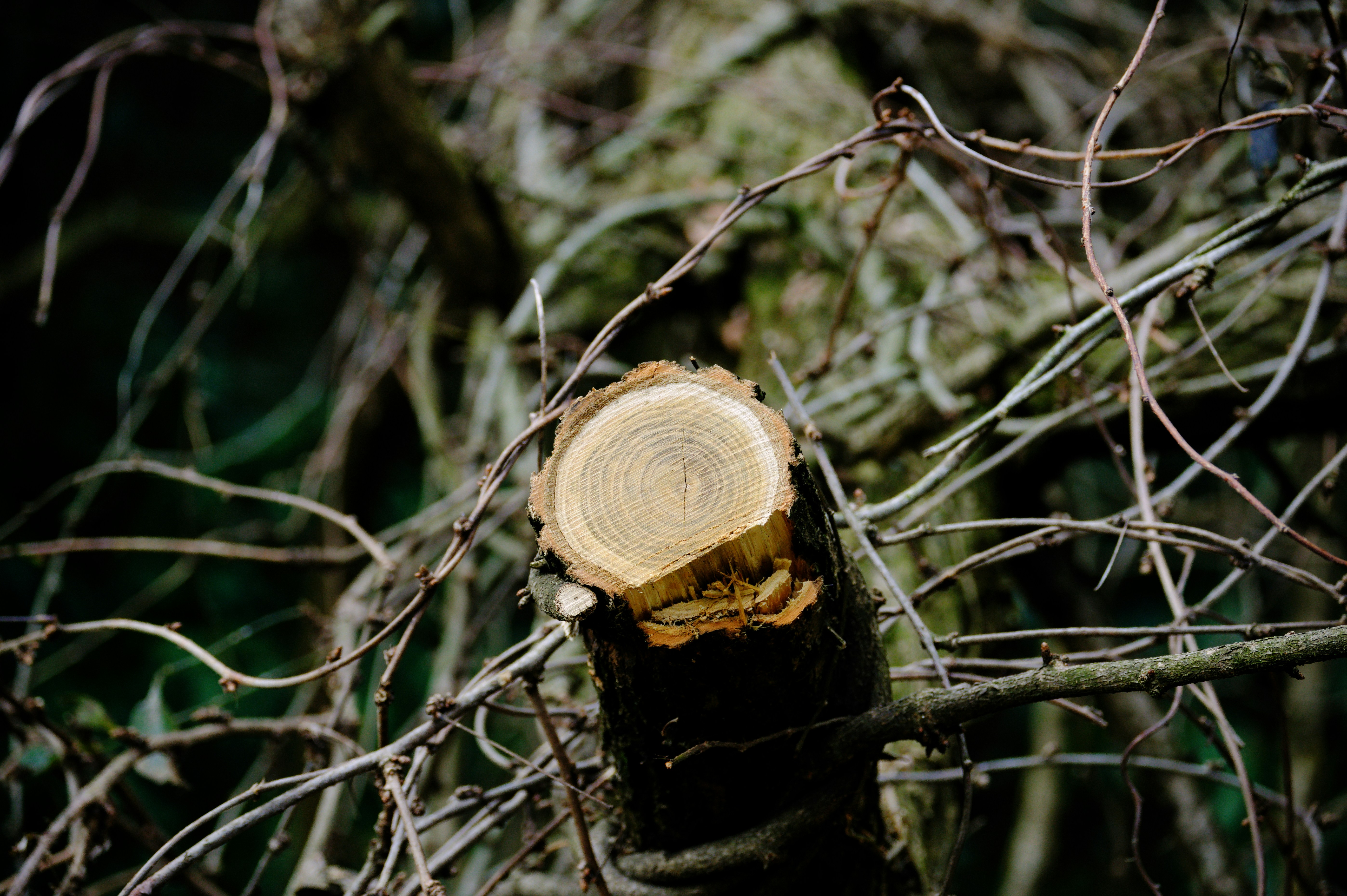 Cross-Section of Time: A Log Crown Among Tangled Twigs