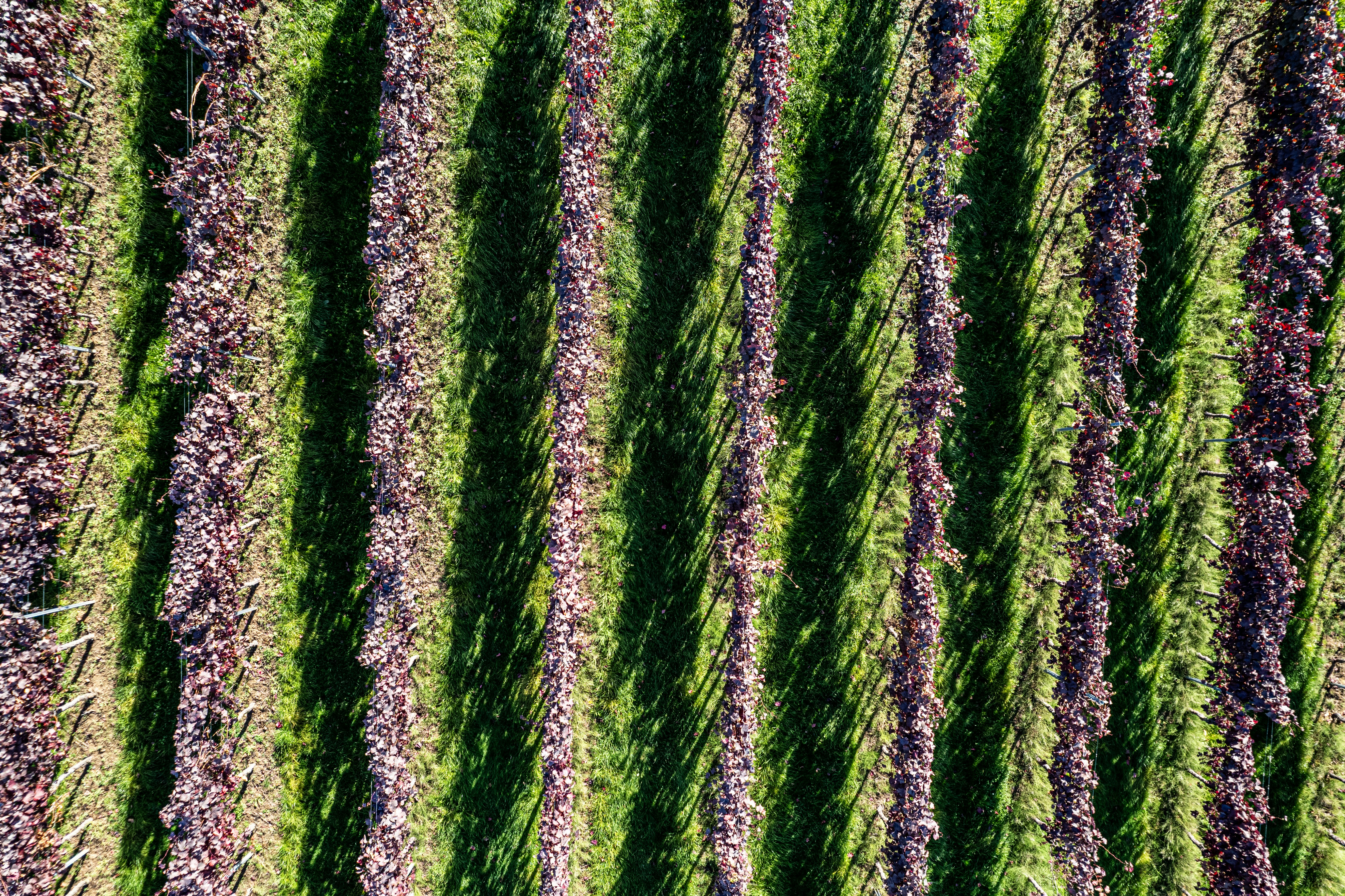 From above, the organized rows of a vineyard create a visually satisfying pattern. This aerial shot captures the alignment of grapevines, hinting at the meticulous care and precision in viticulture, essential for quality wine production. The green and burgundy tones mark seasonal growth in a rural landscape.Bernd 📷 Dittrich