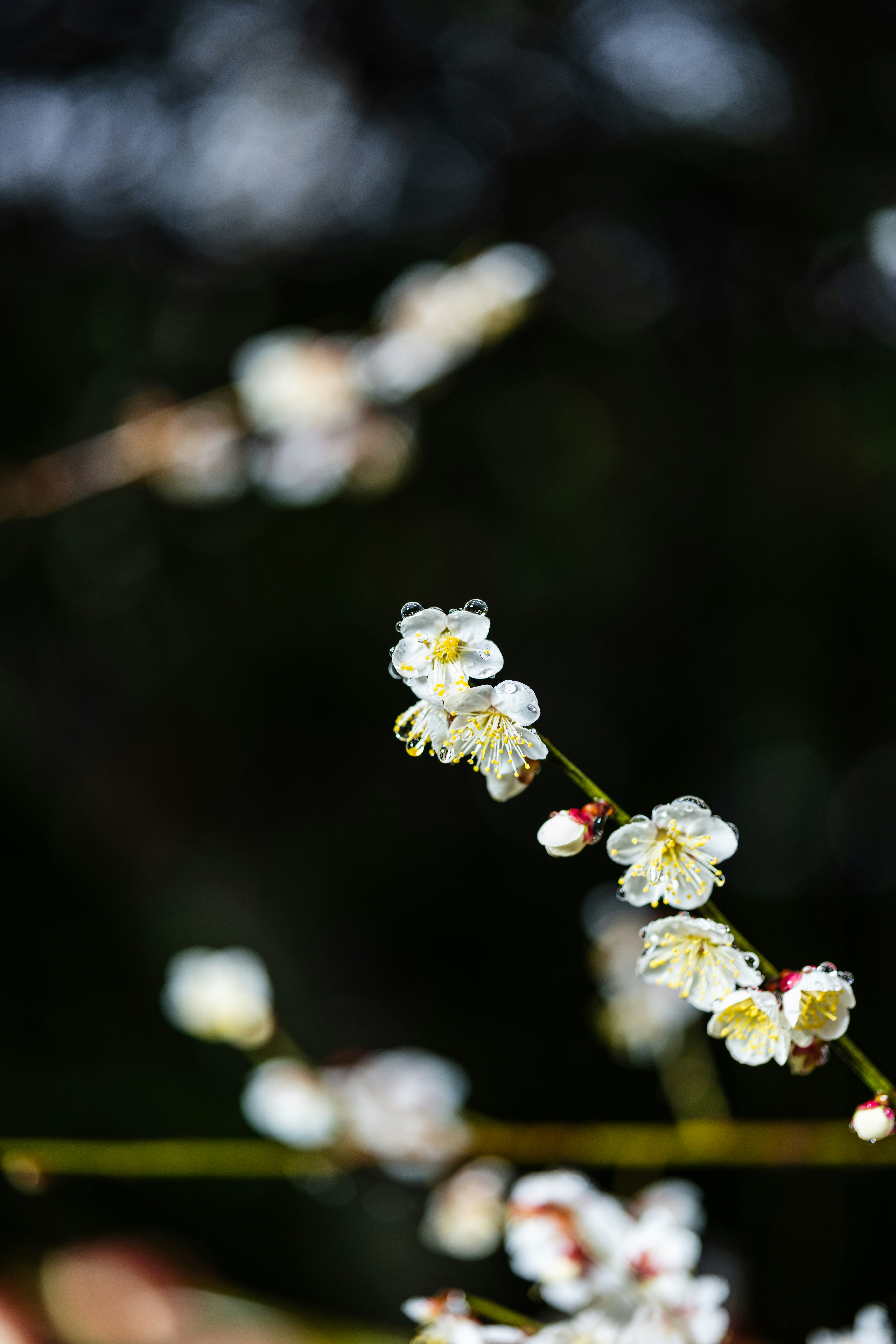 Photo by Kouji Tsuru with Nikon Z7 II