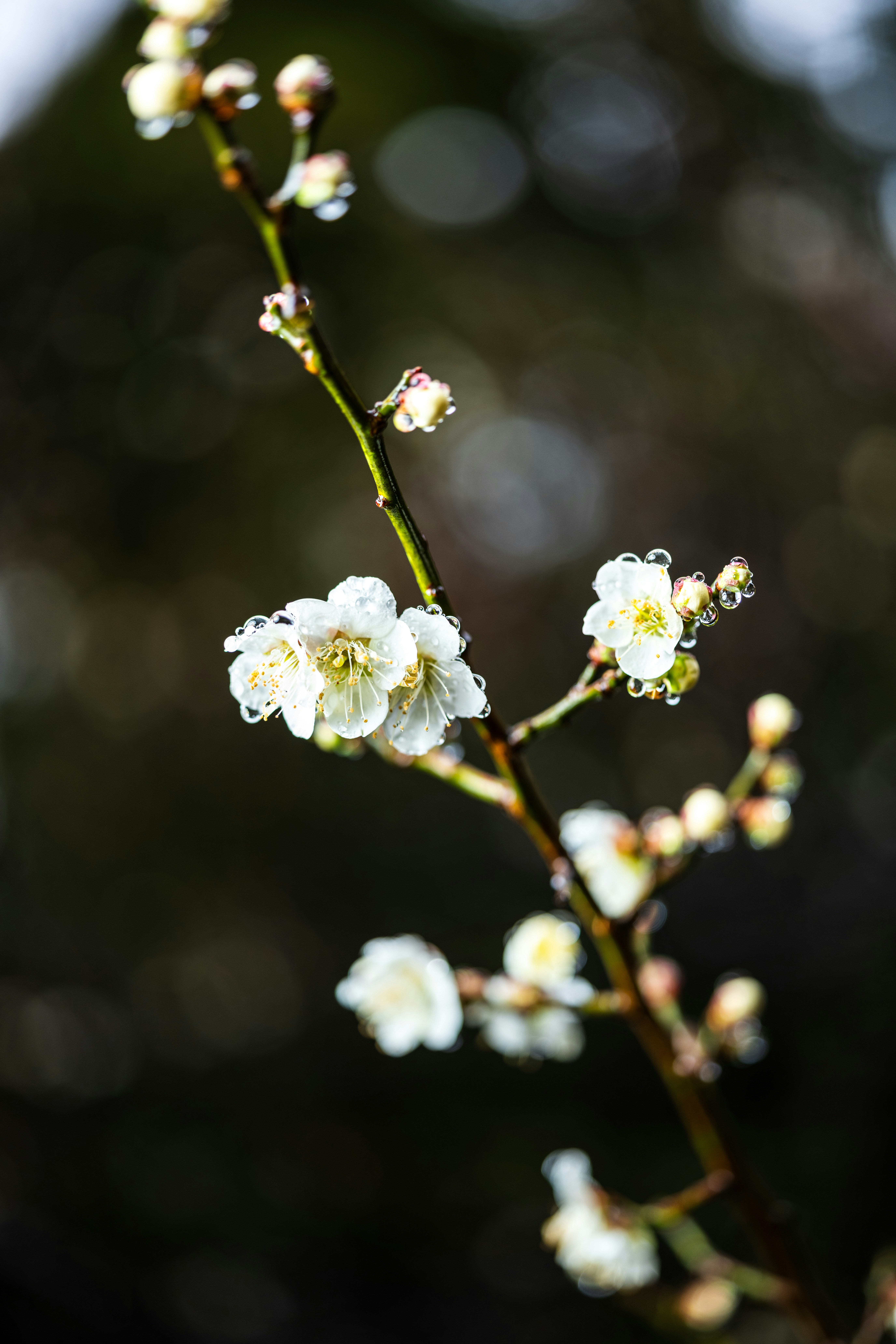 Dew-kissed White Blossoms on a Slender Branch