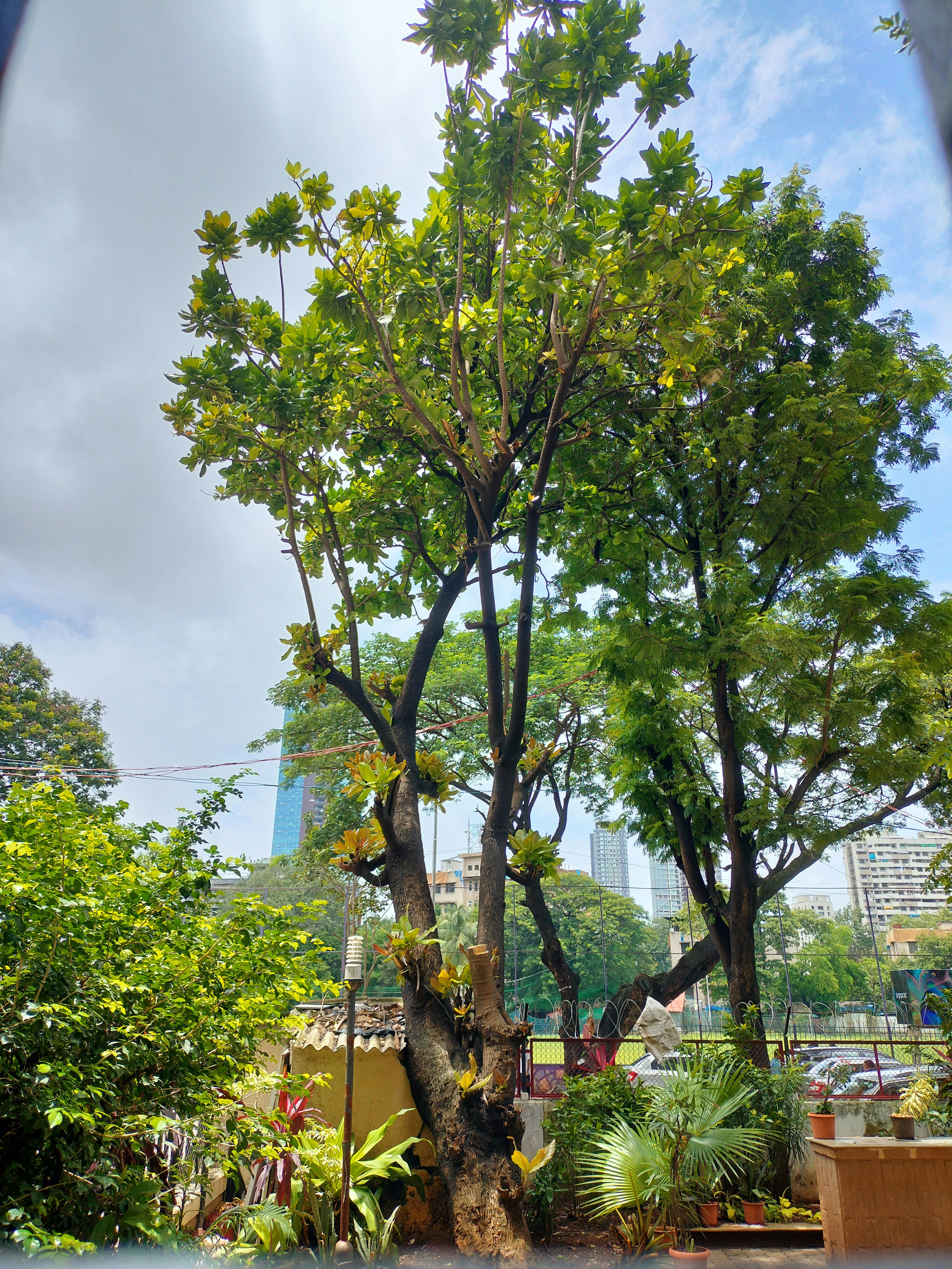 Sunlit urban garden with a central tree, lush plants in the foreground, and a city skyline in the background.