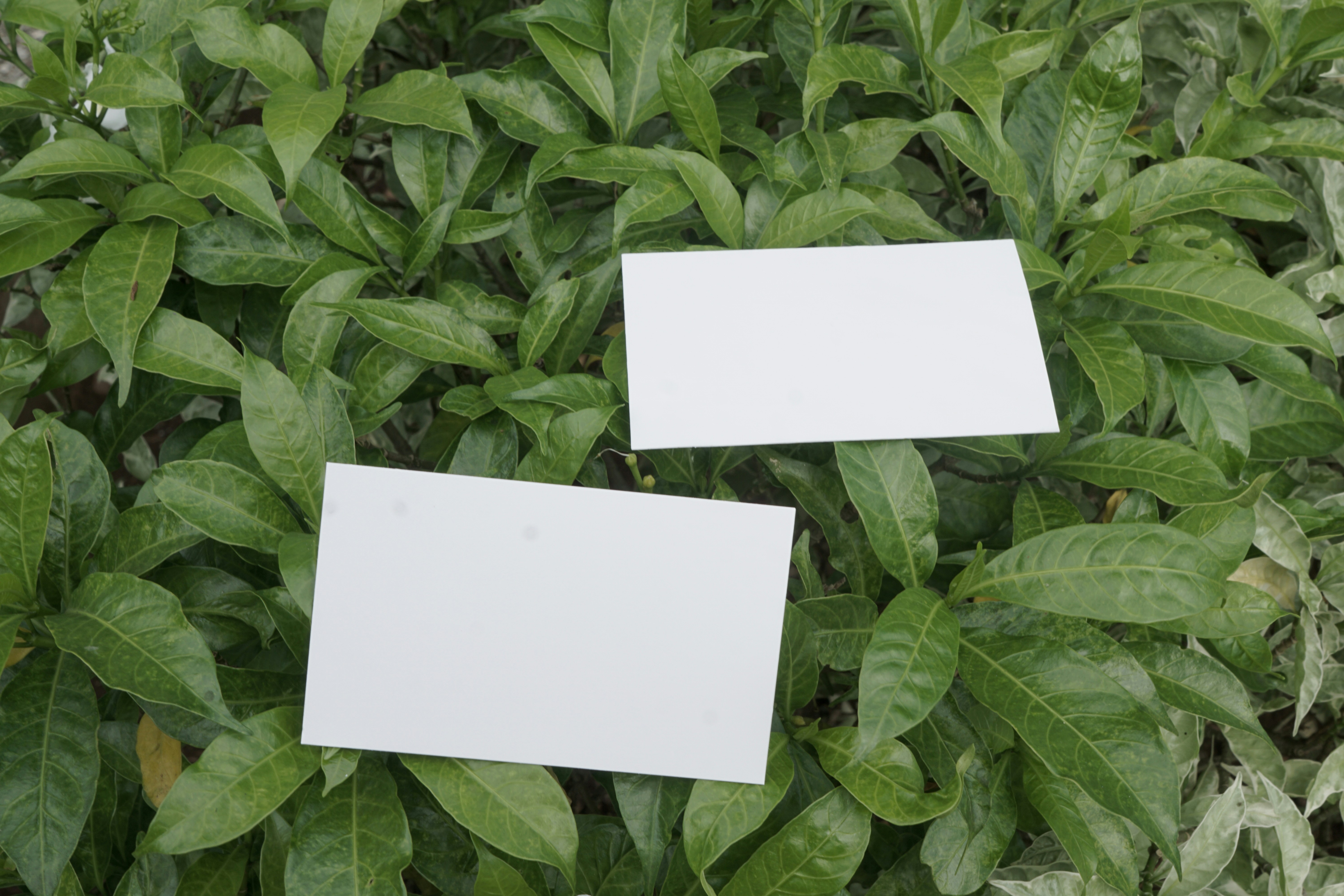 Two White Cards on a Verdant Canvas: Quiet Contrast in Foliage