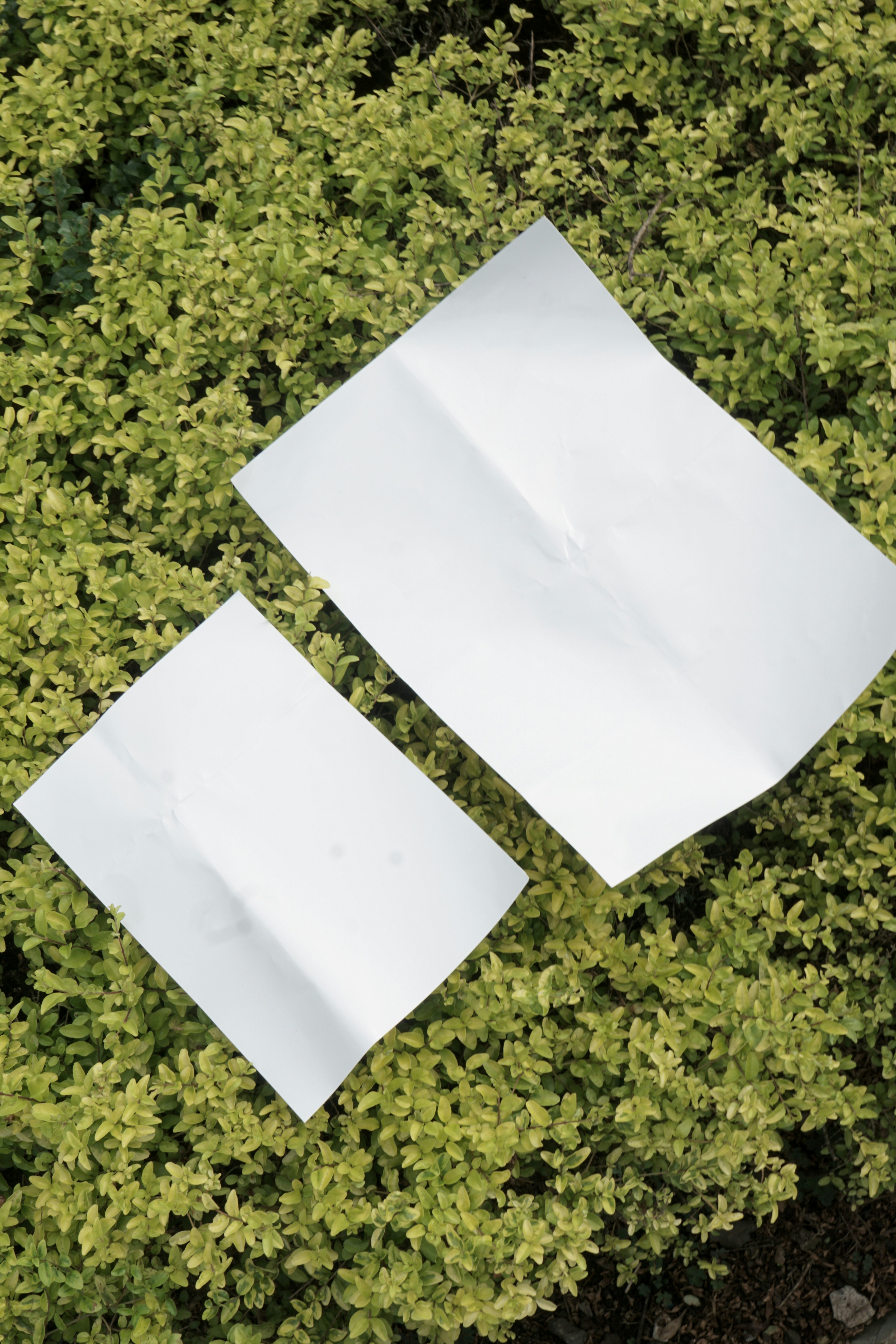 Two White Sheets on a Verdant Hedge: Quiet Geometry
