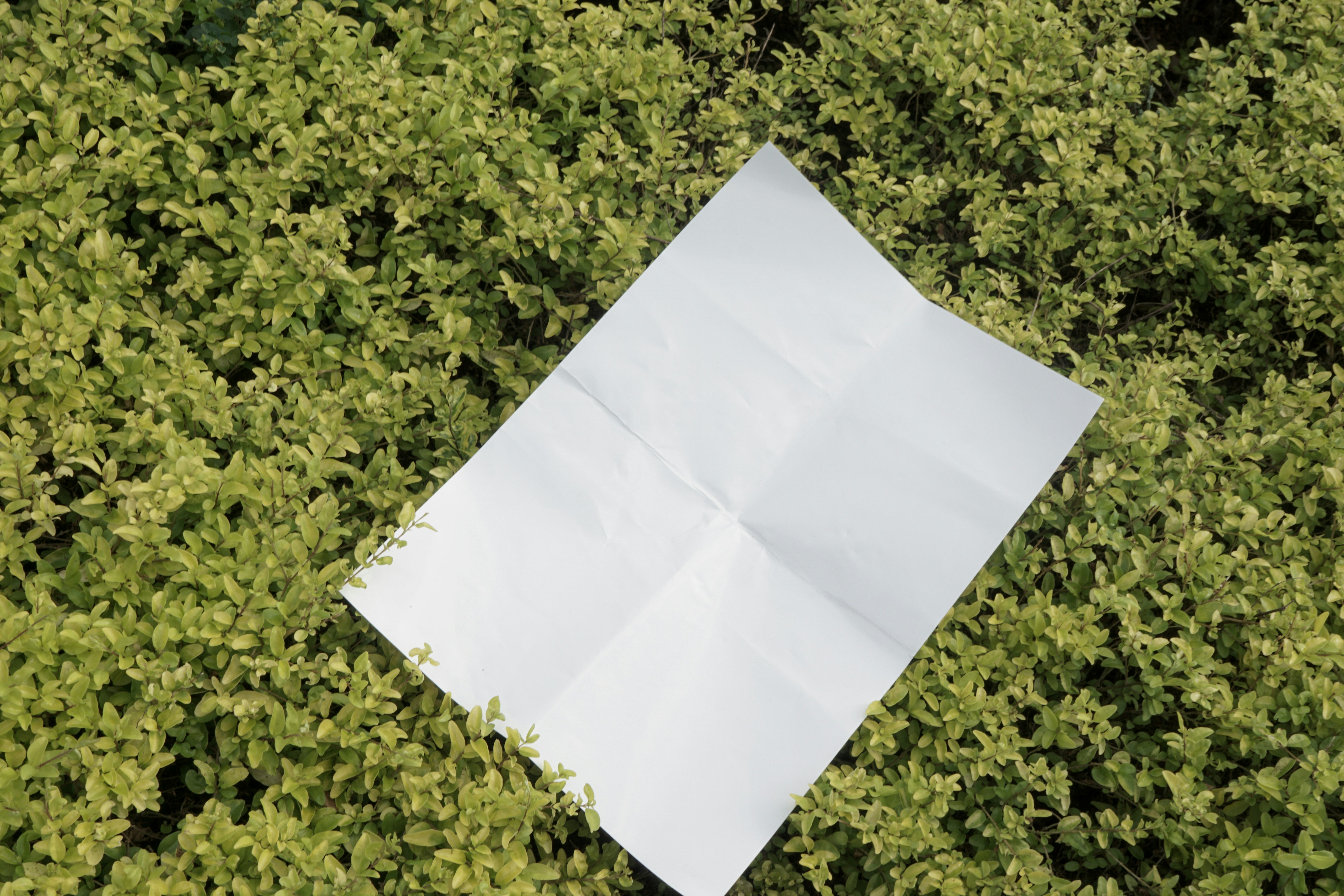 A piece of white paper laying on top of a lush green field photo – Free ...