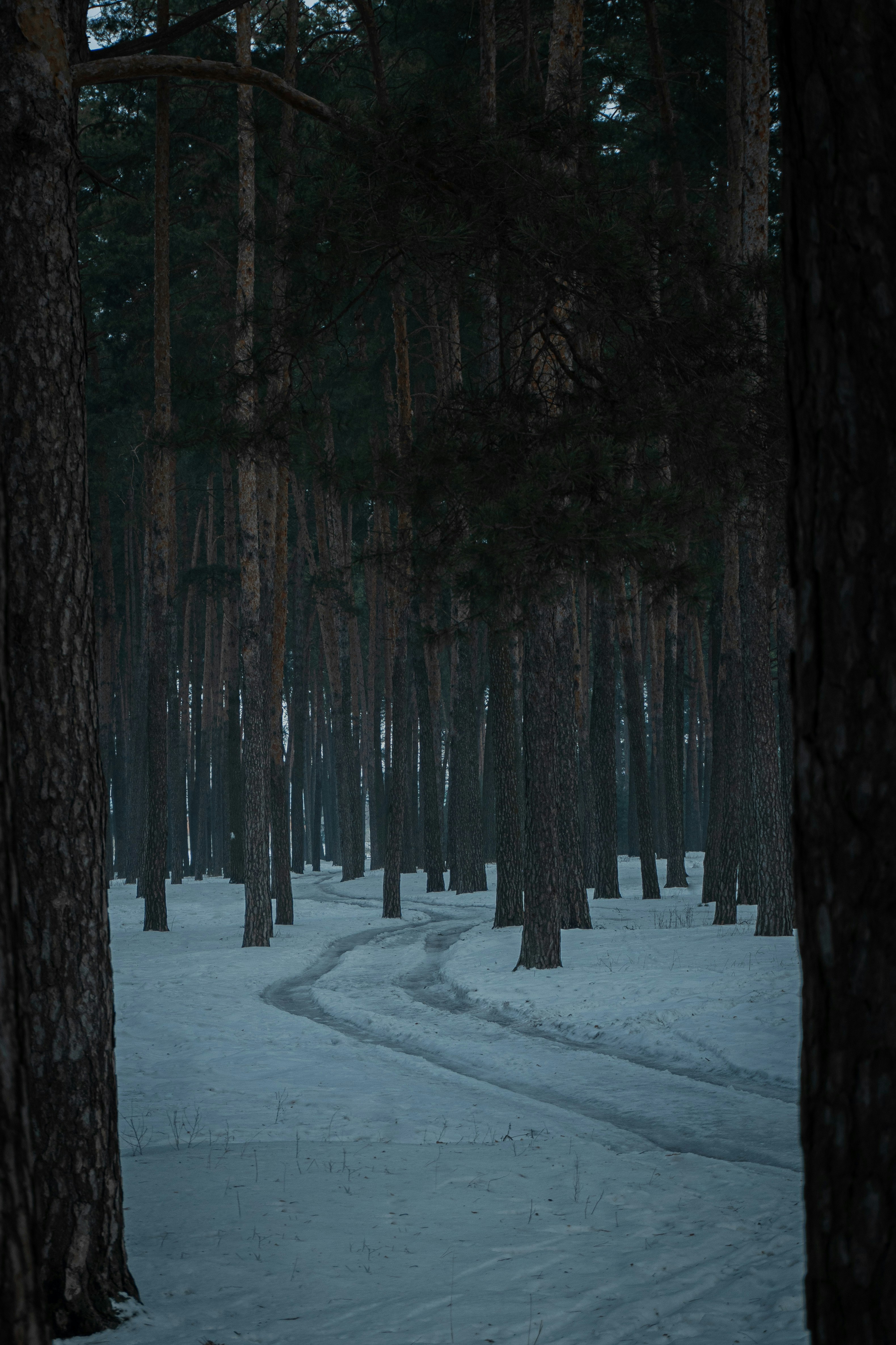 Snow-veiled Trail Through an August Forest