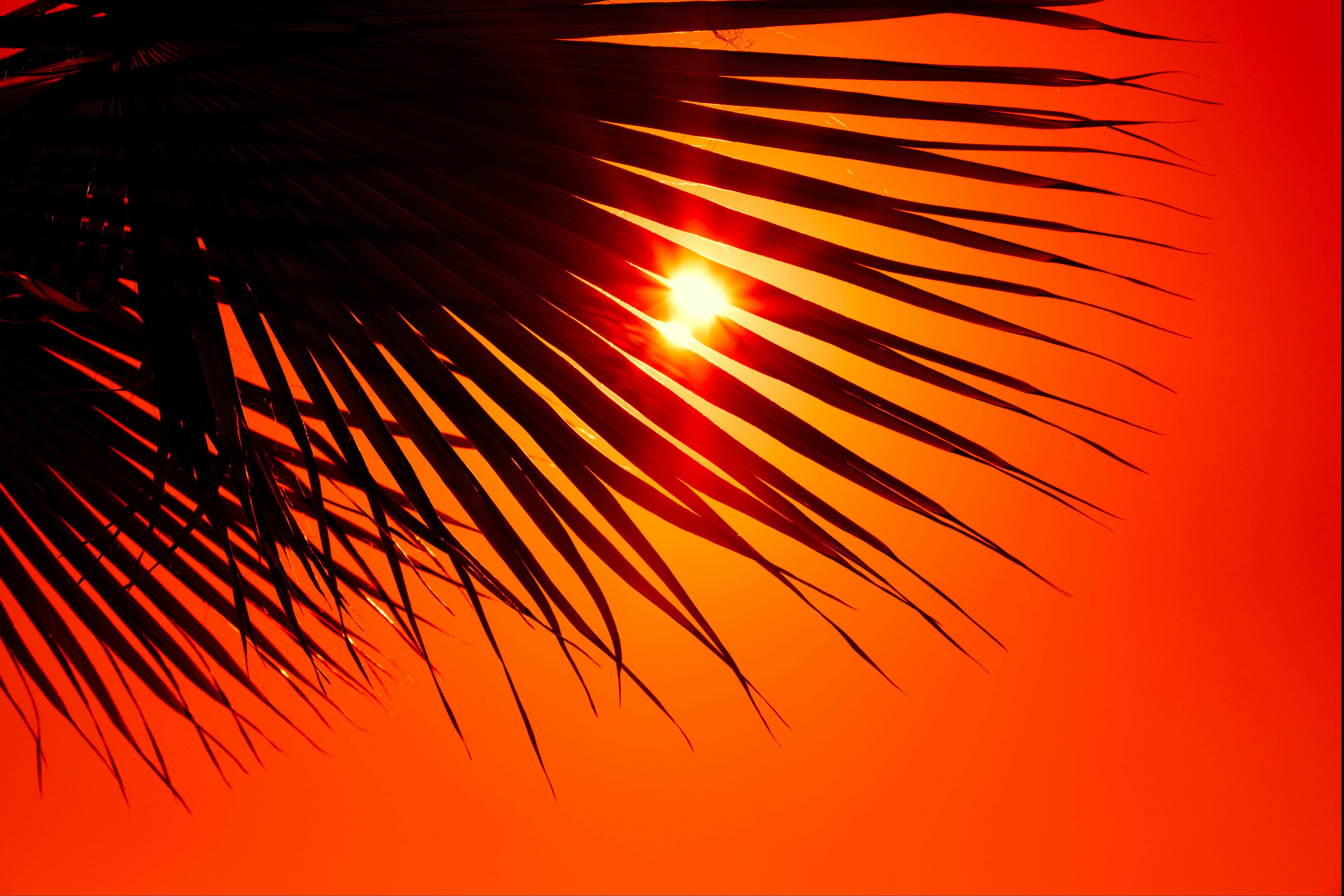 The sun is setting behind a palm tree photo – Free İstanbul Image on ...