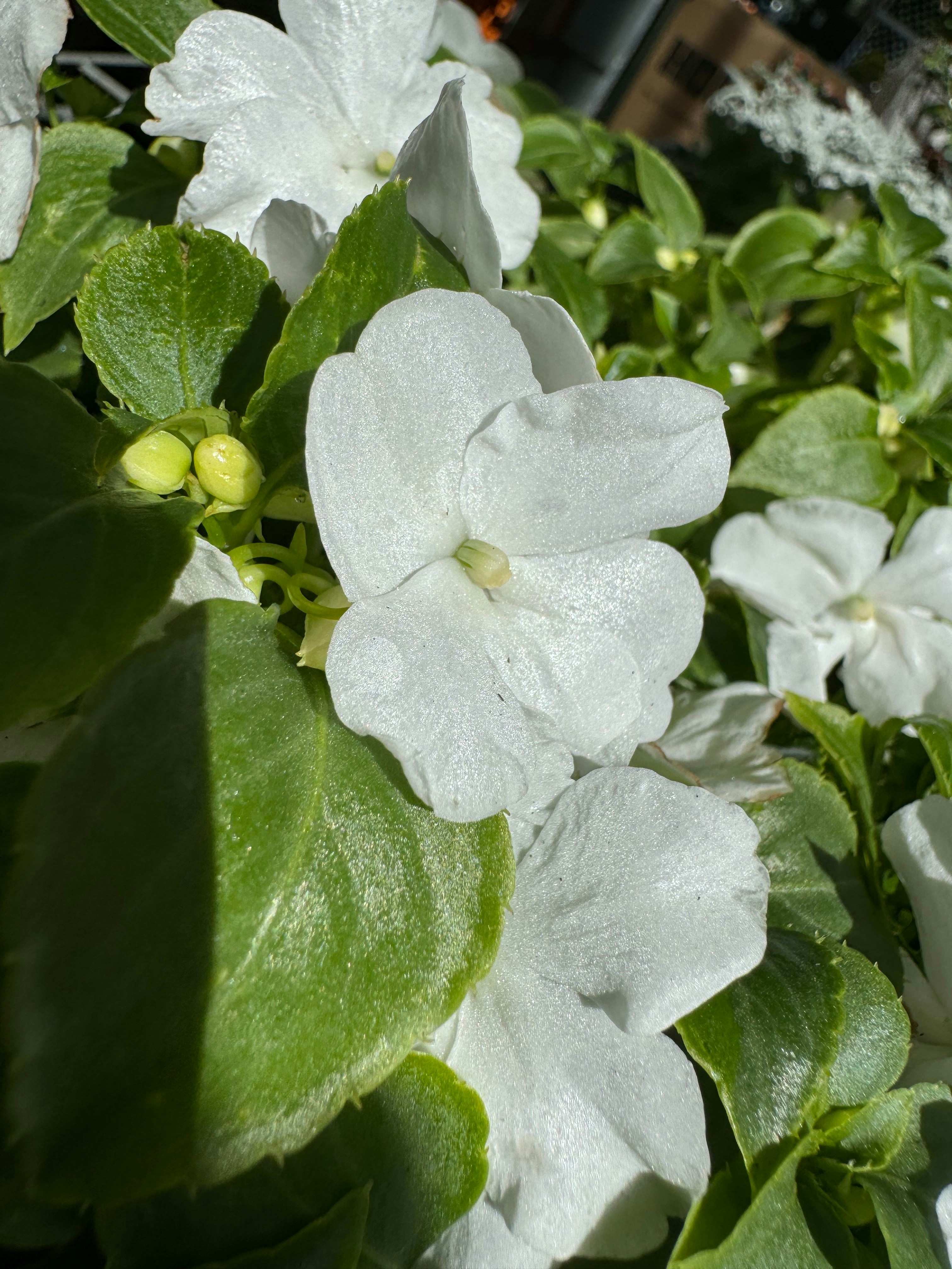 White Petals Amid Glossy Green Leaves
