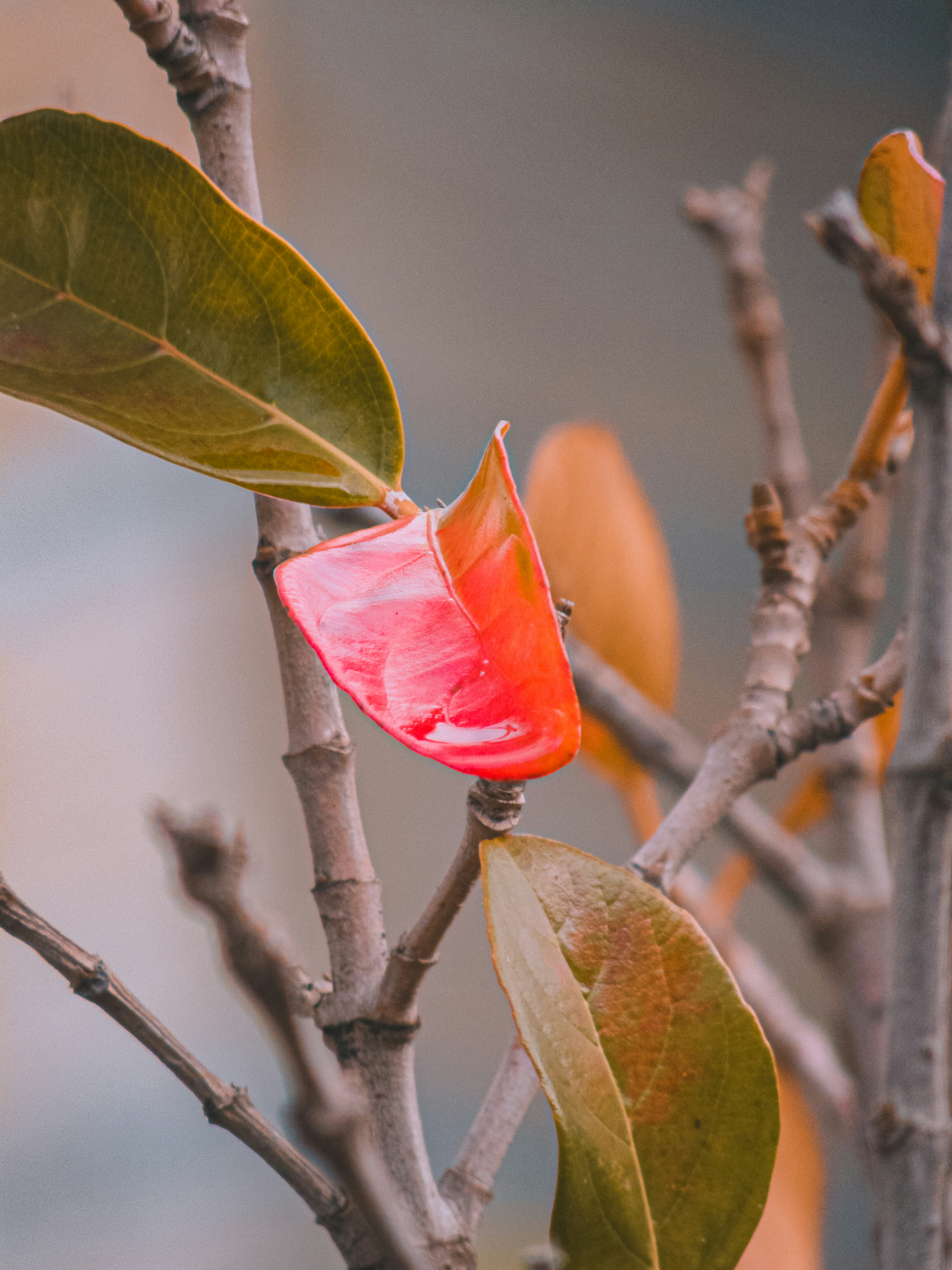 Close-up photograph of a crimson leaf petal clinging to a thin branch amid muted green and brown leaves.