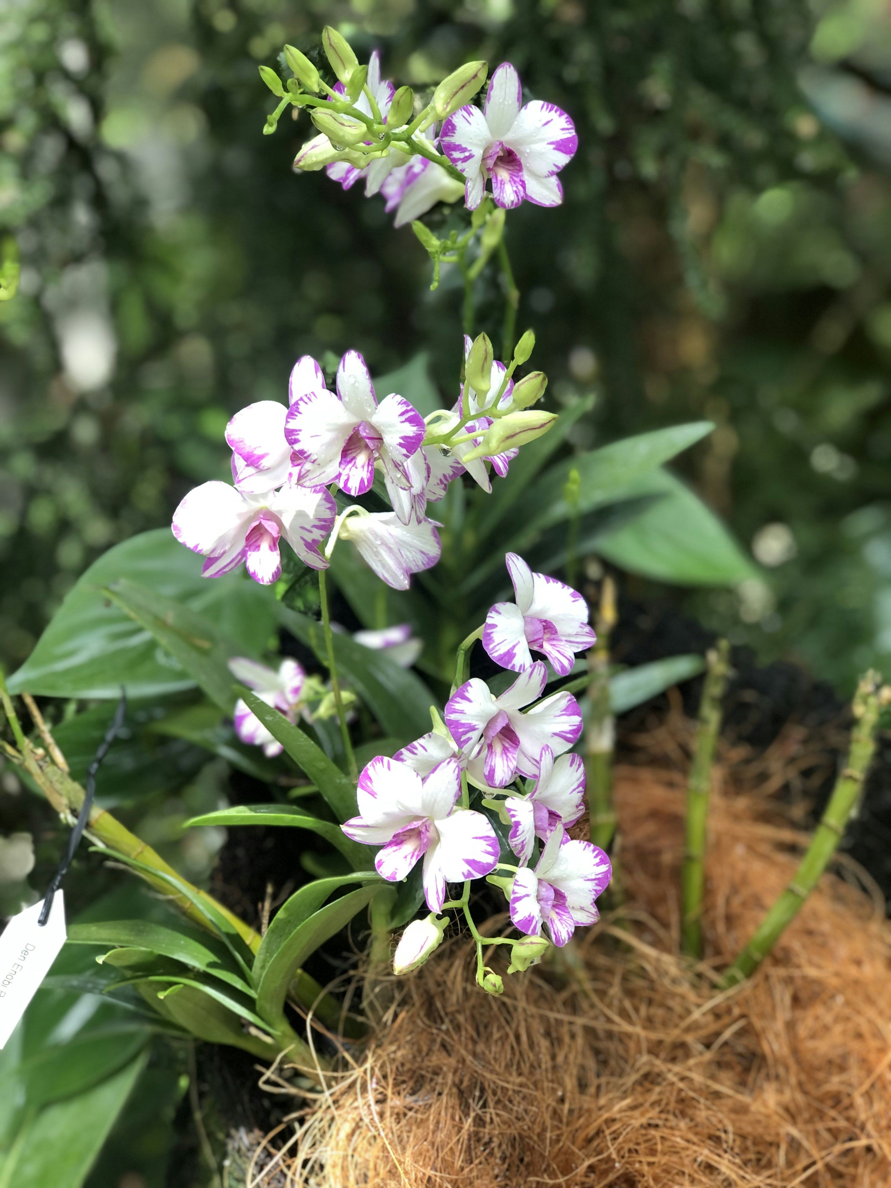 Photo by Gabriella Grassia with Apple iPhone 8 Plus