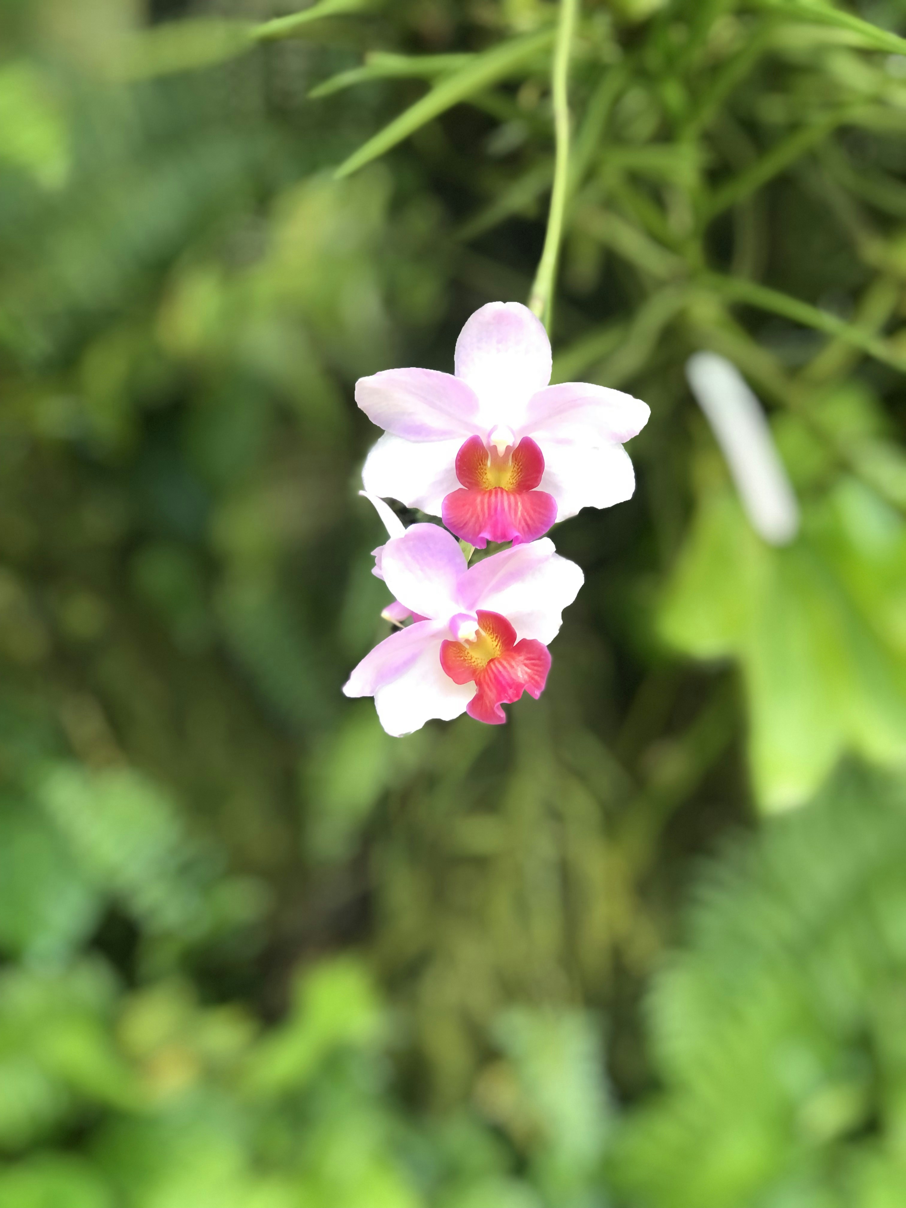 Pink Orchid Pendant: Delicate Bloom in a Quiet Green Backdrop