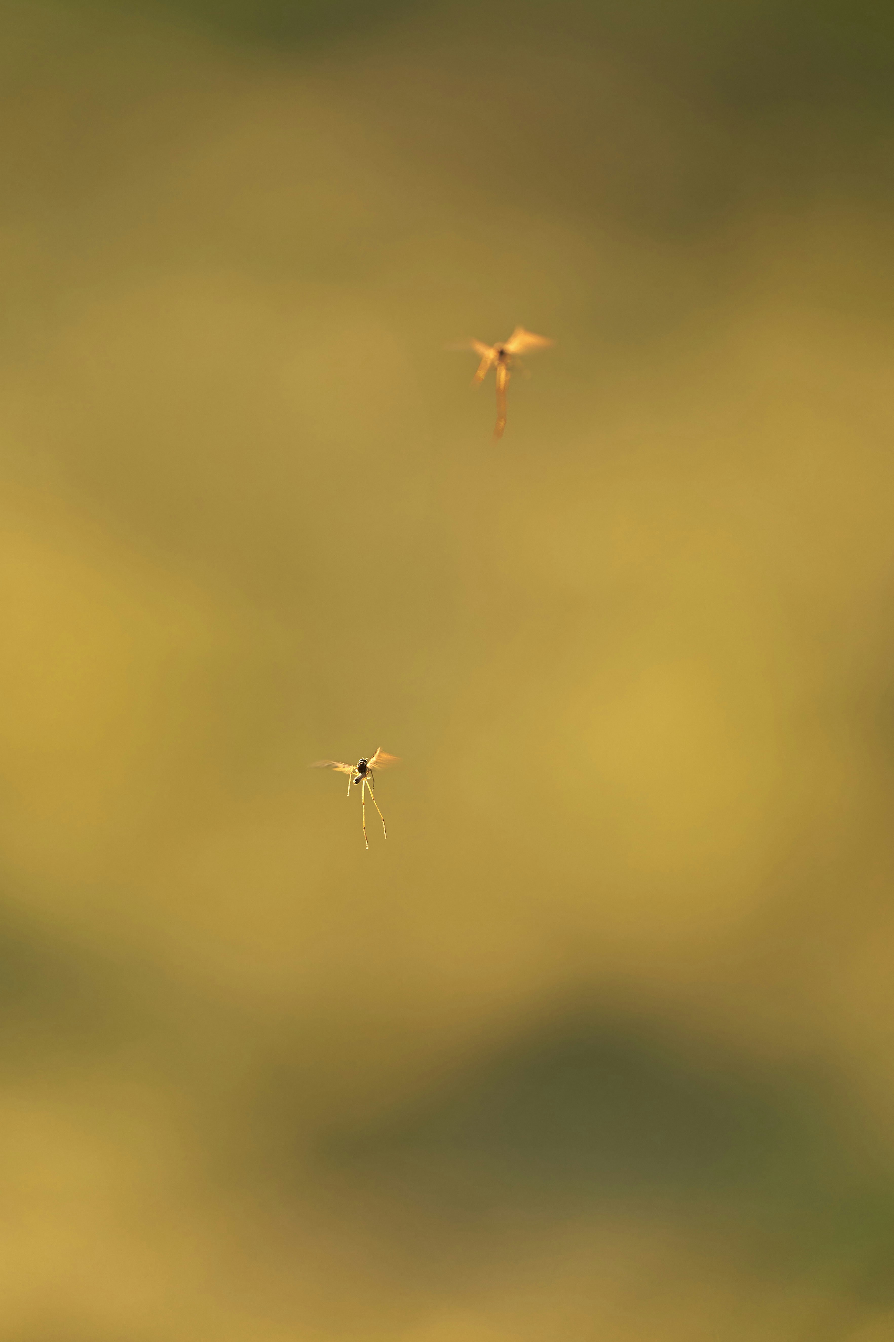 Amber Drifters: Two Dragonflies in a Golden Blur