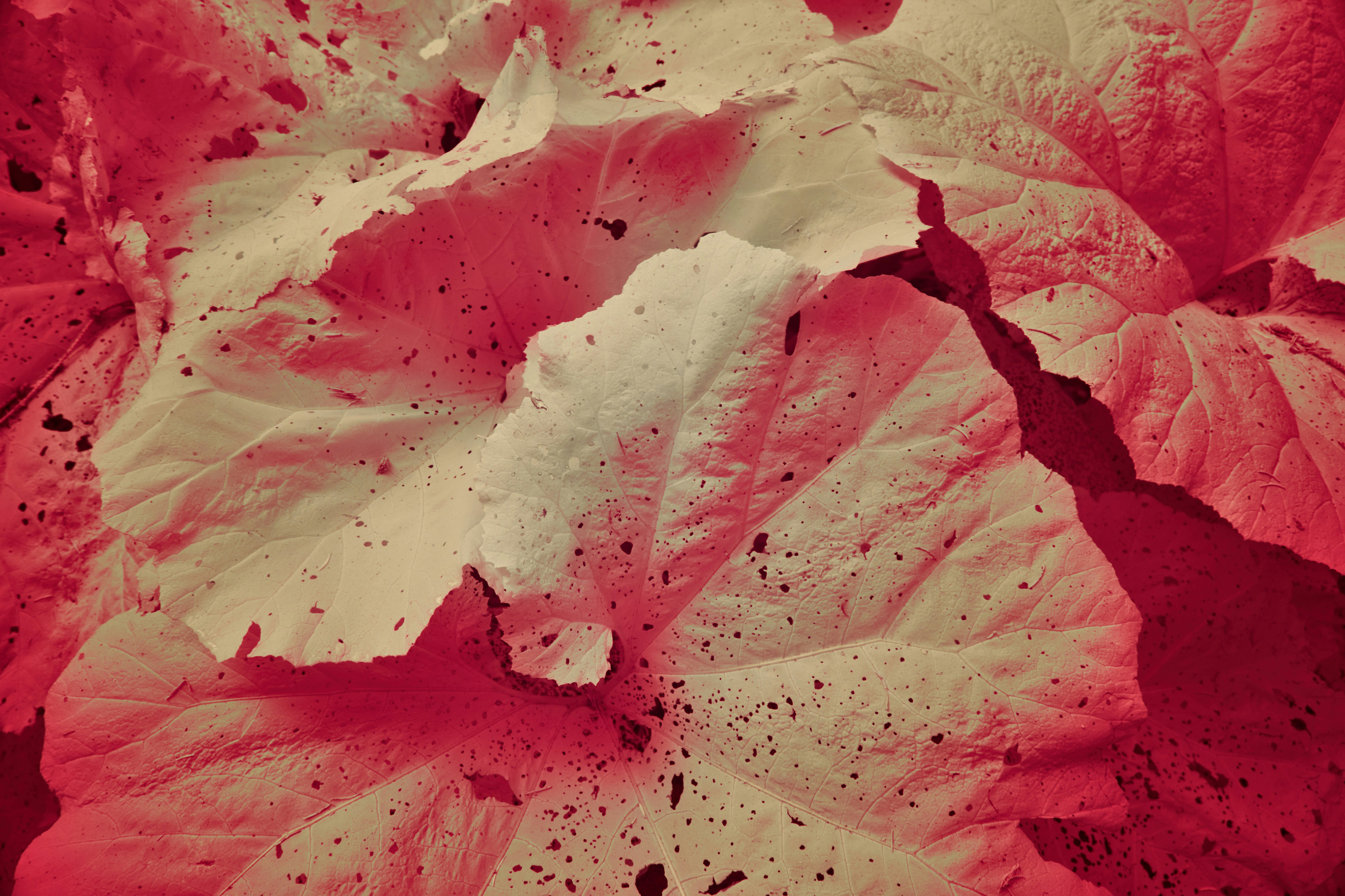 Crimson Veils: Overlaid Leaves in Warm Tilt