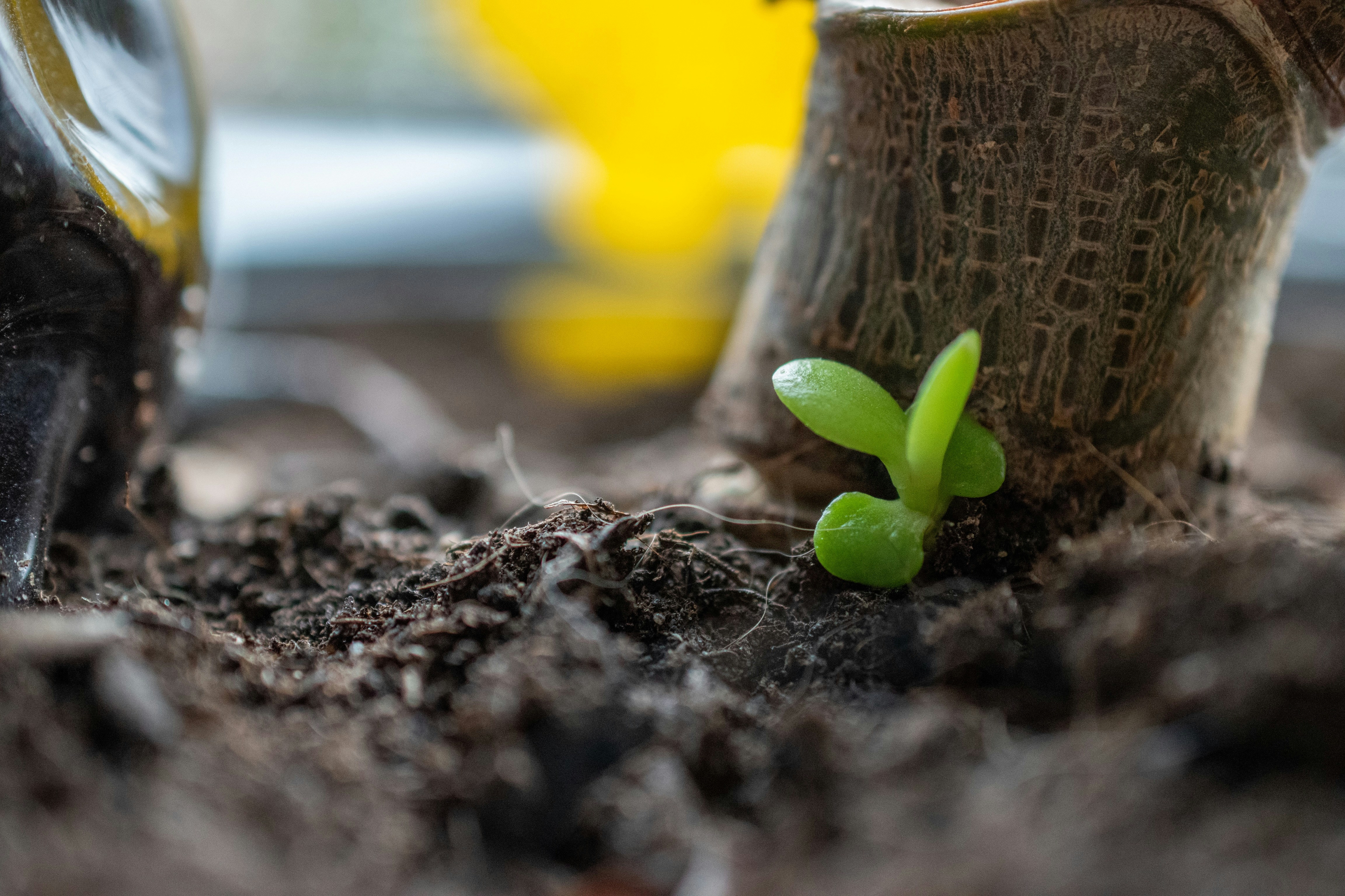 A small green plant sprouts out of the ground photo – Free Lier Image ...