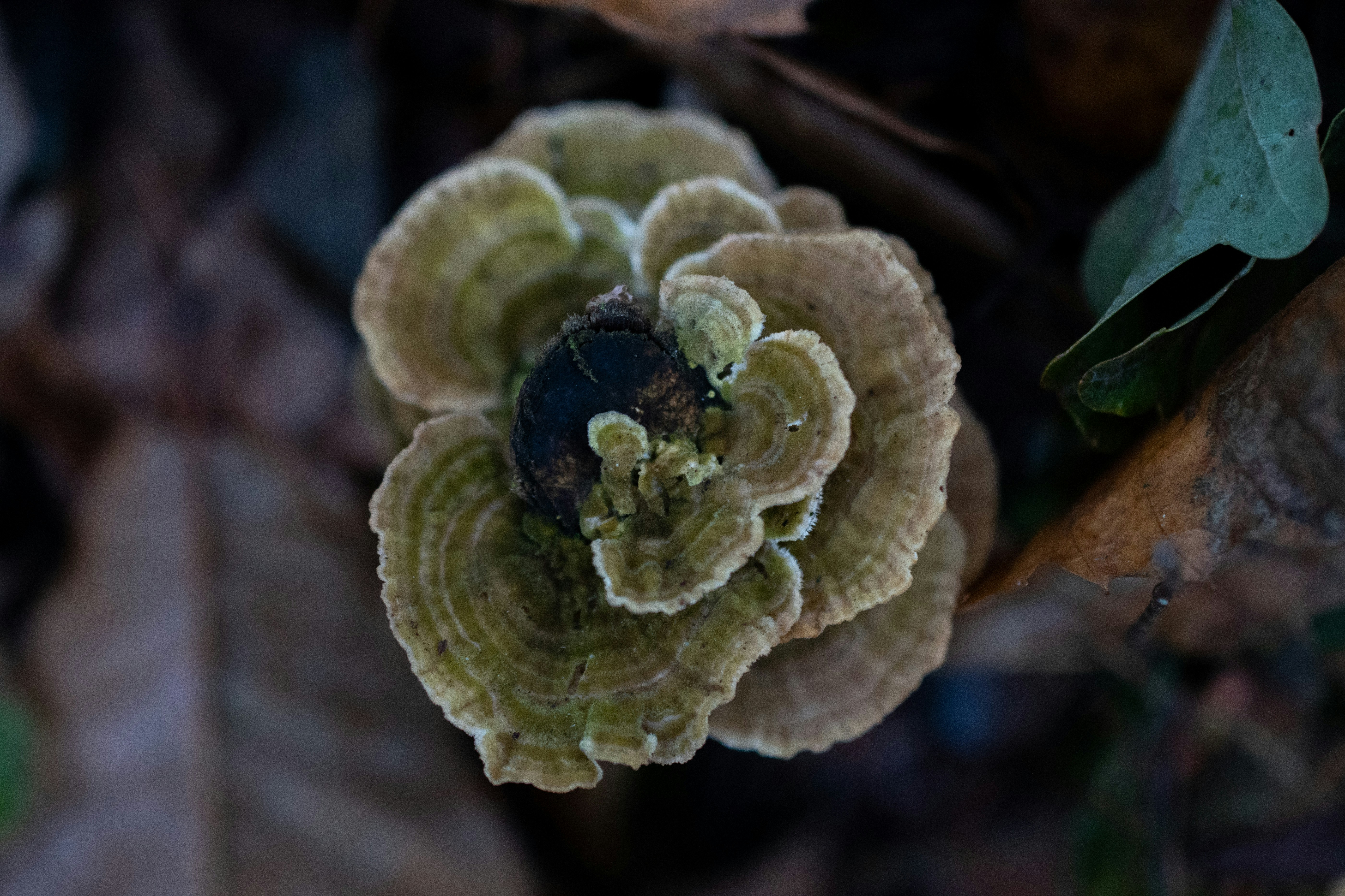 Forest Crown: Close-Up on a Layered Shelf Fungus Amid Leaf Litter