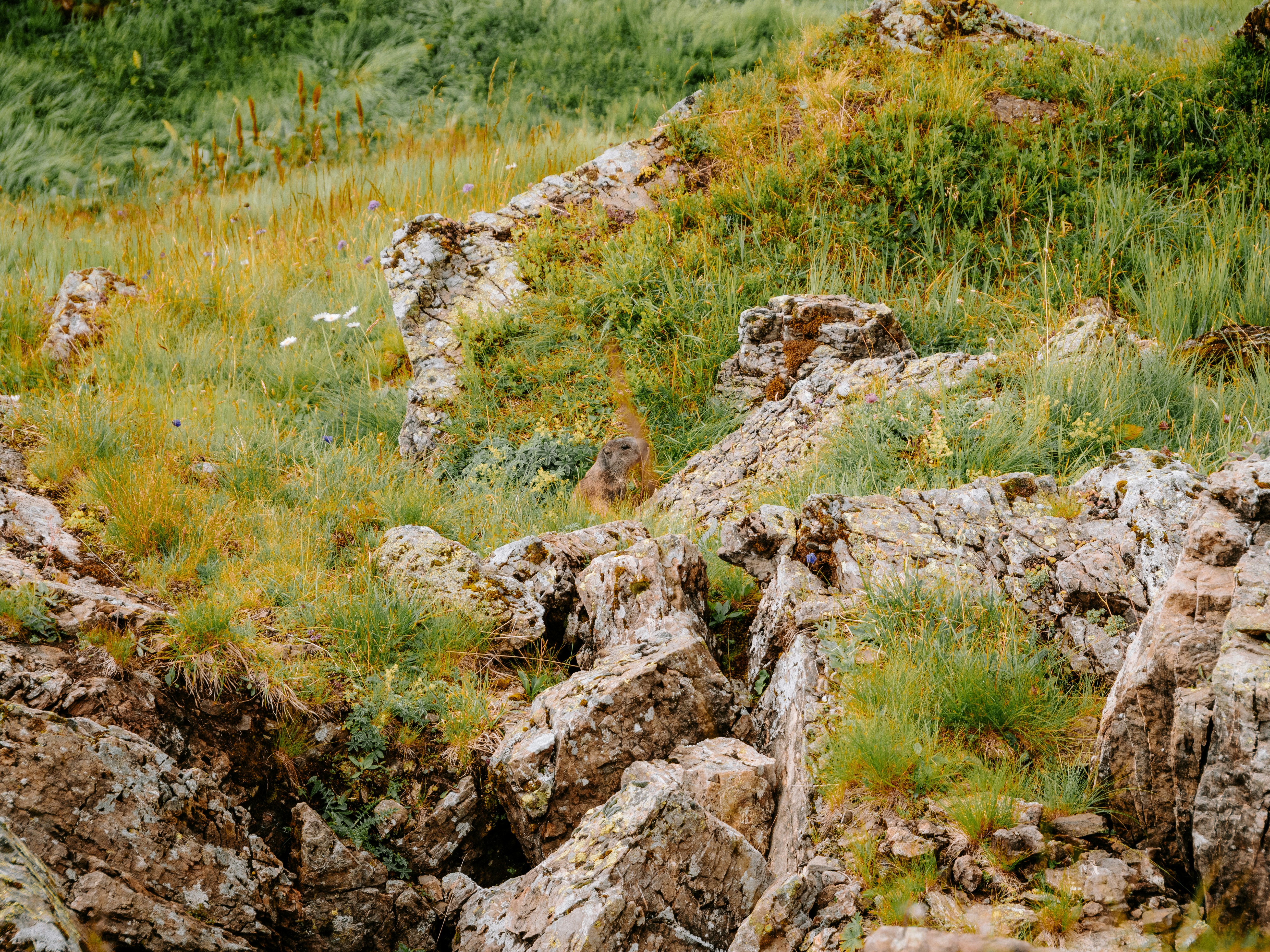Watchful Marmot Amid Weathered Rocks and Spring Grasses