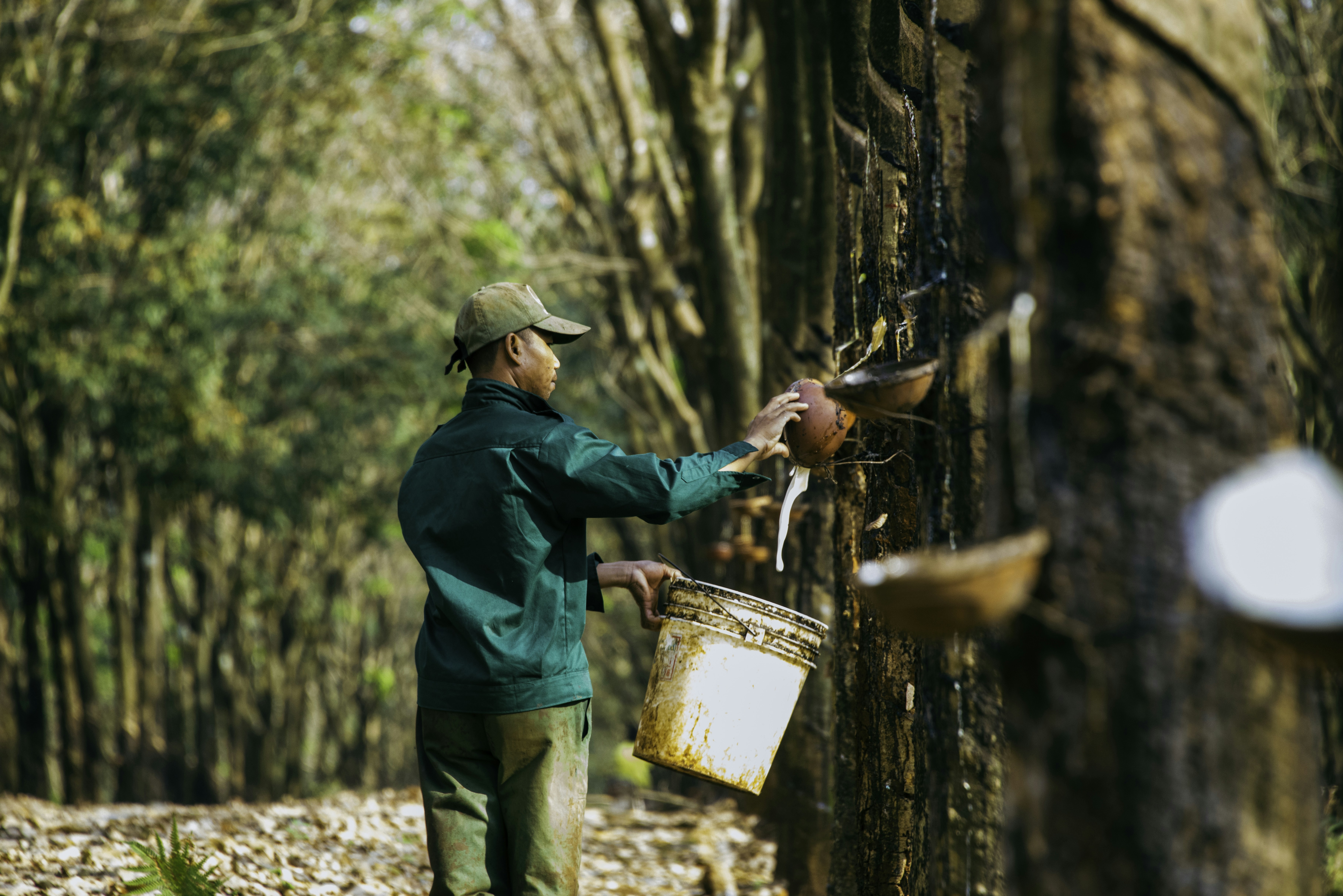 Workers are getting latex from rubber trees. | a man holding a bucket of water near a tree