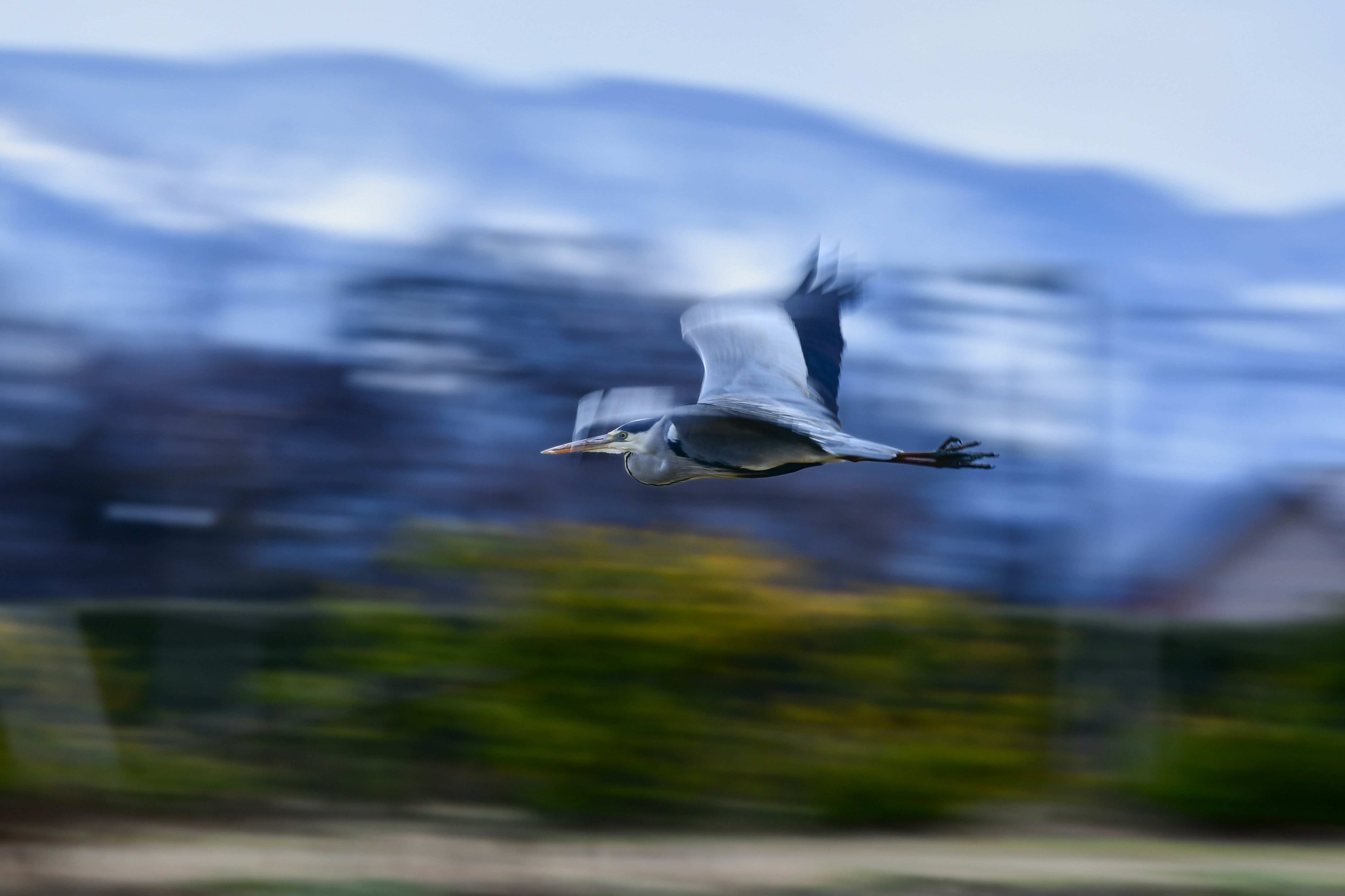 Heron in Velvet Blur: A Panned Flight Across a Mountain Rim