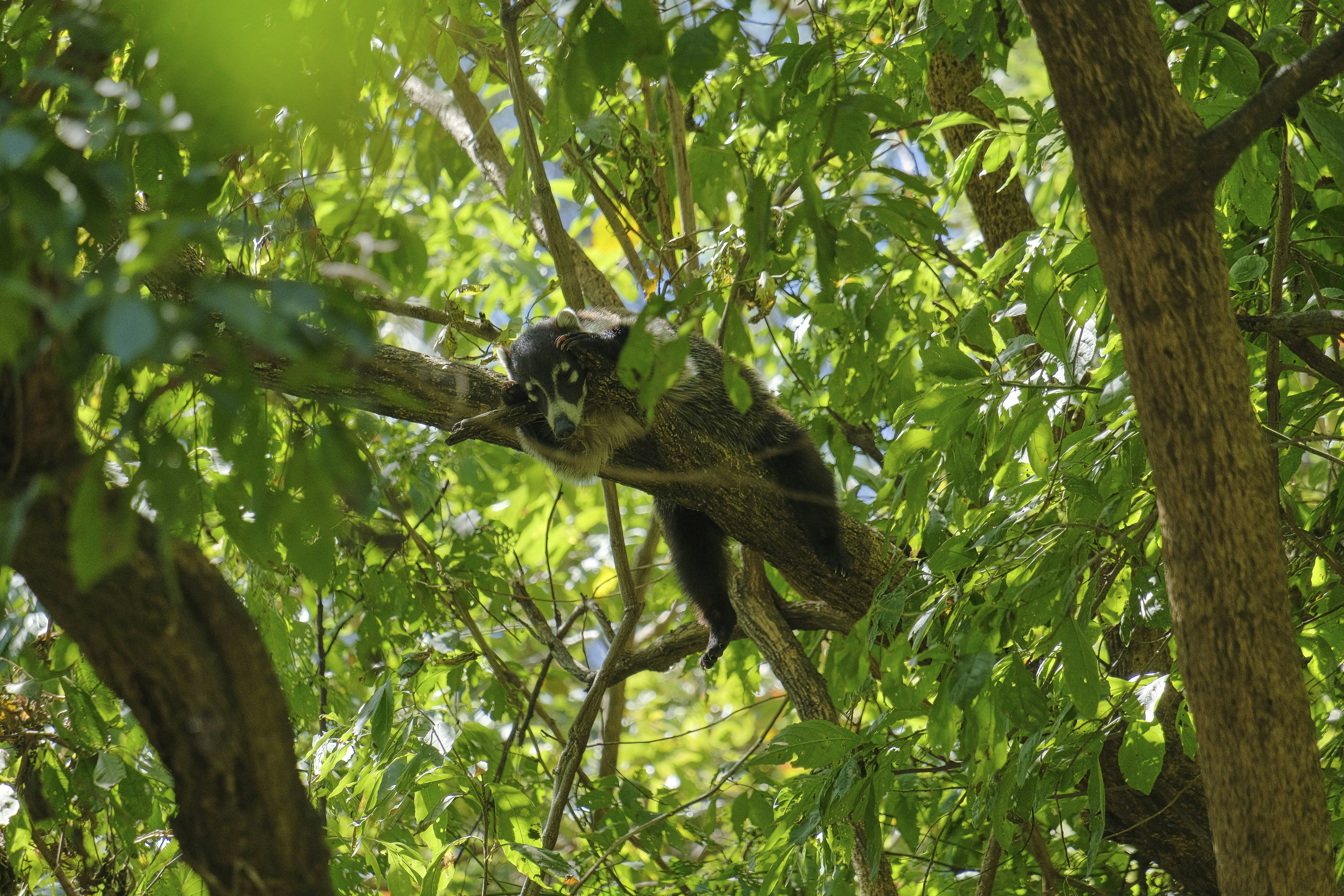Lemur resting on a tree branch surrounded by lush green foliage.