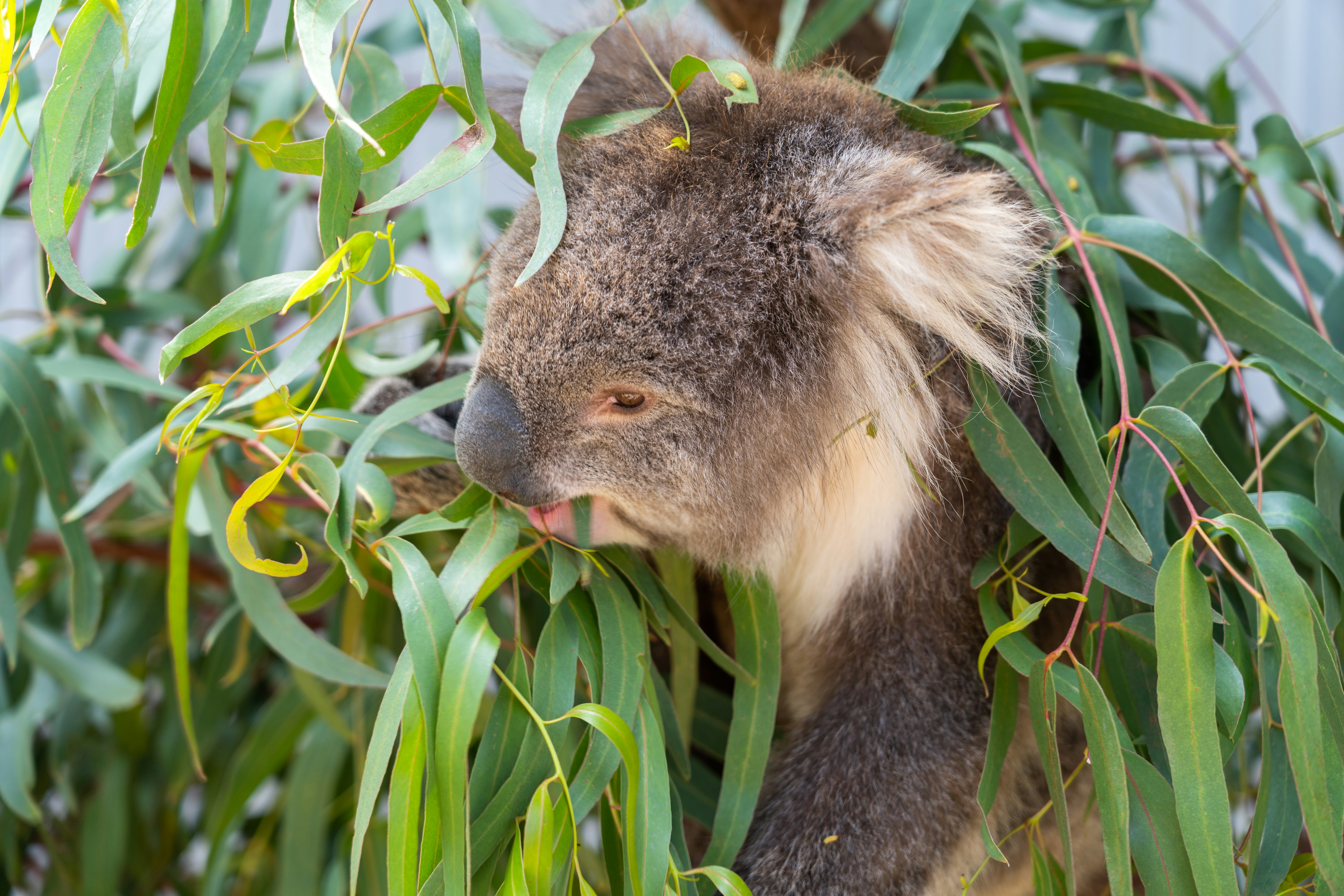 Hidden in the Green: Koala Amid Long Leaves