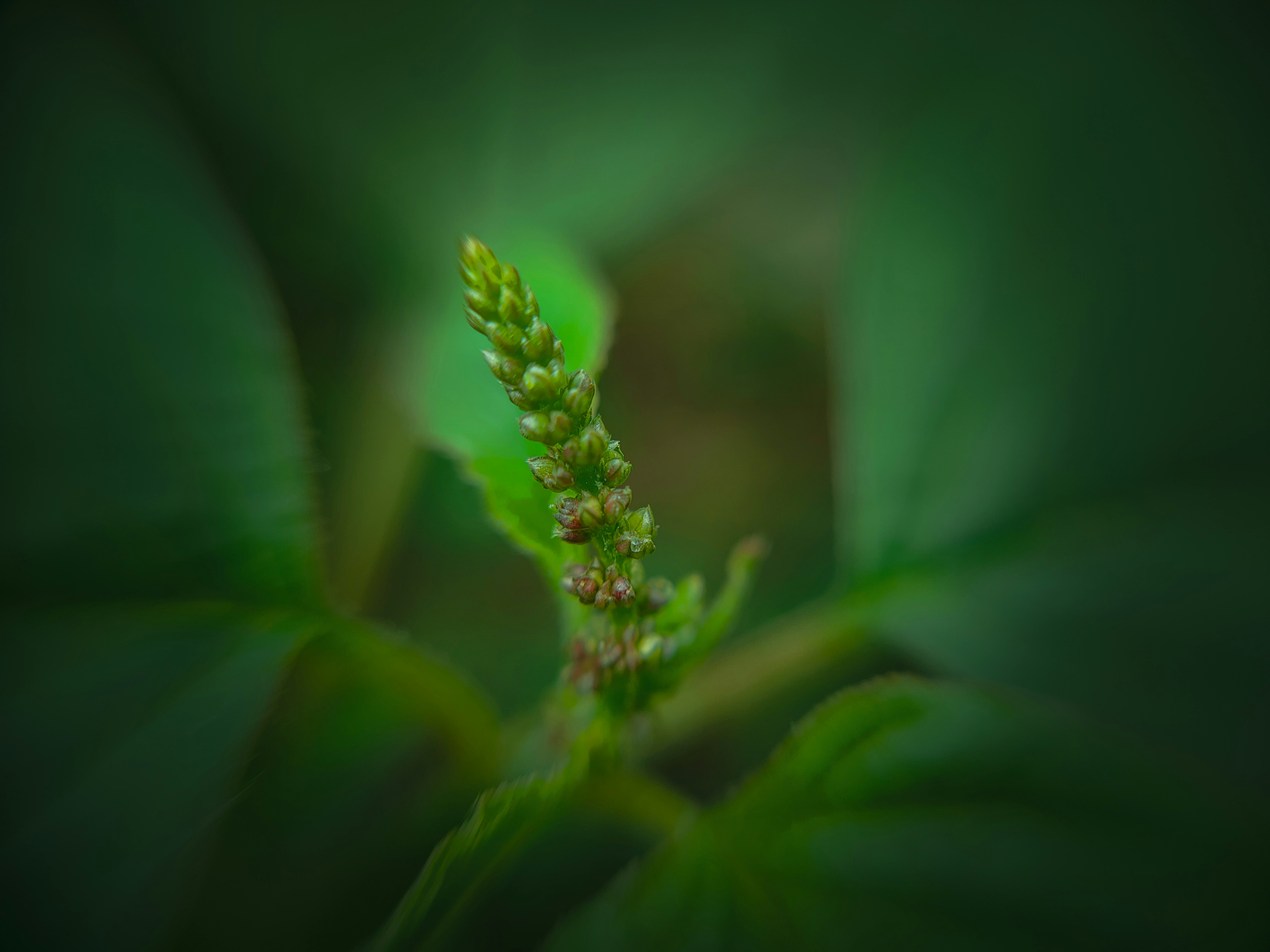 a close up of a green plant with leaves