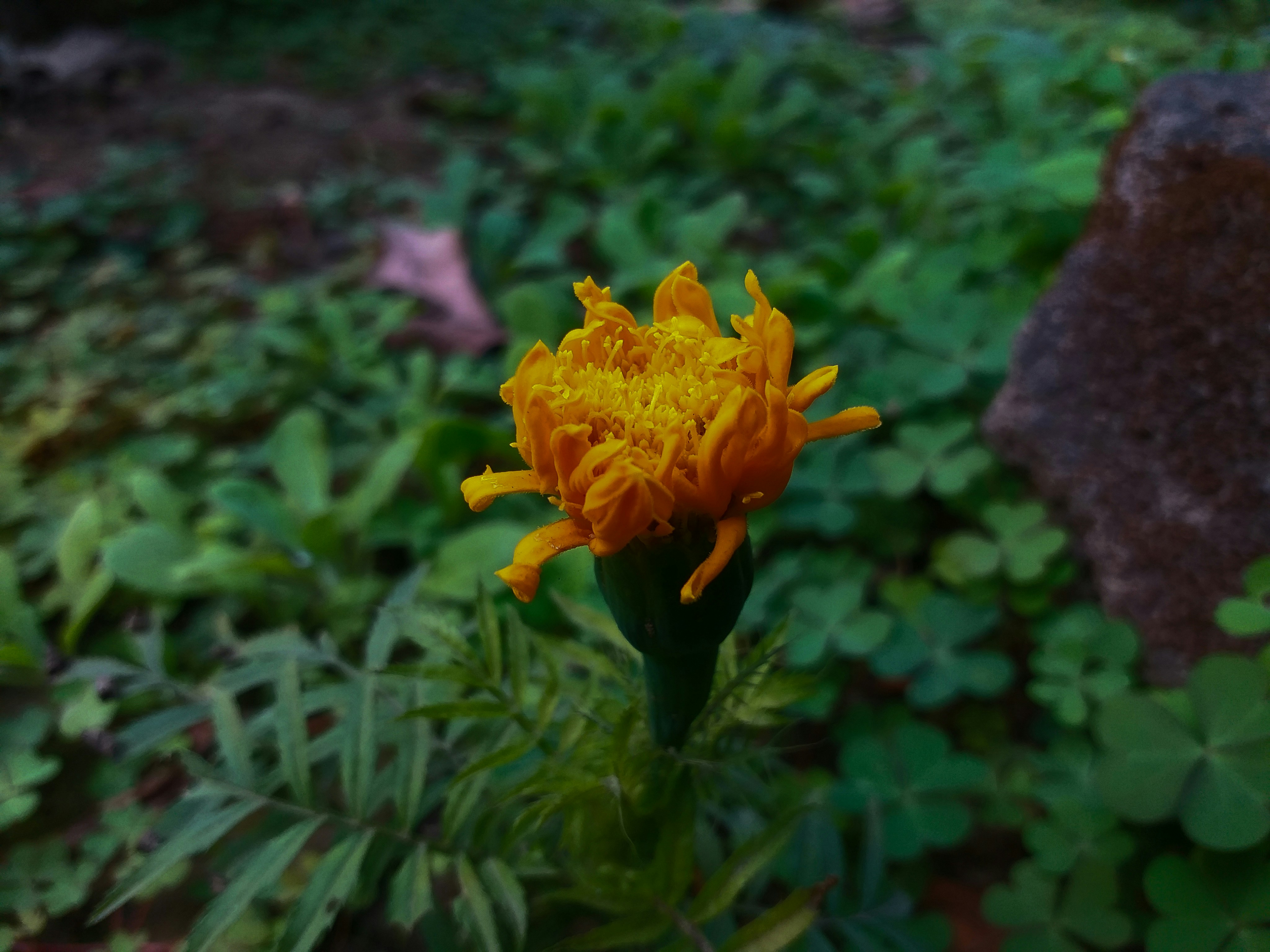 Photo by Sujay Paul with Samsung Galaxy J4 Plus