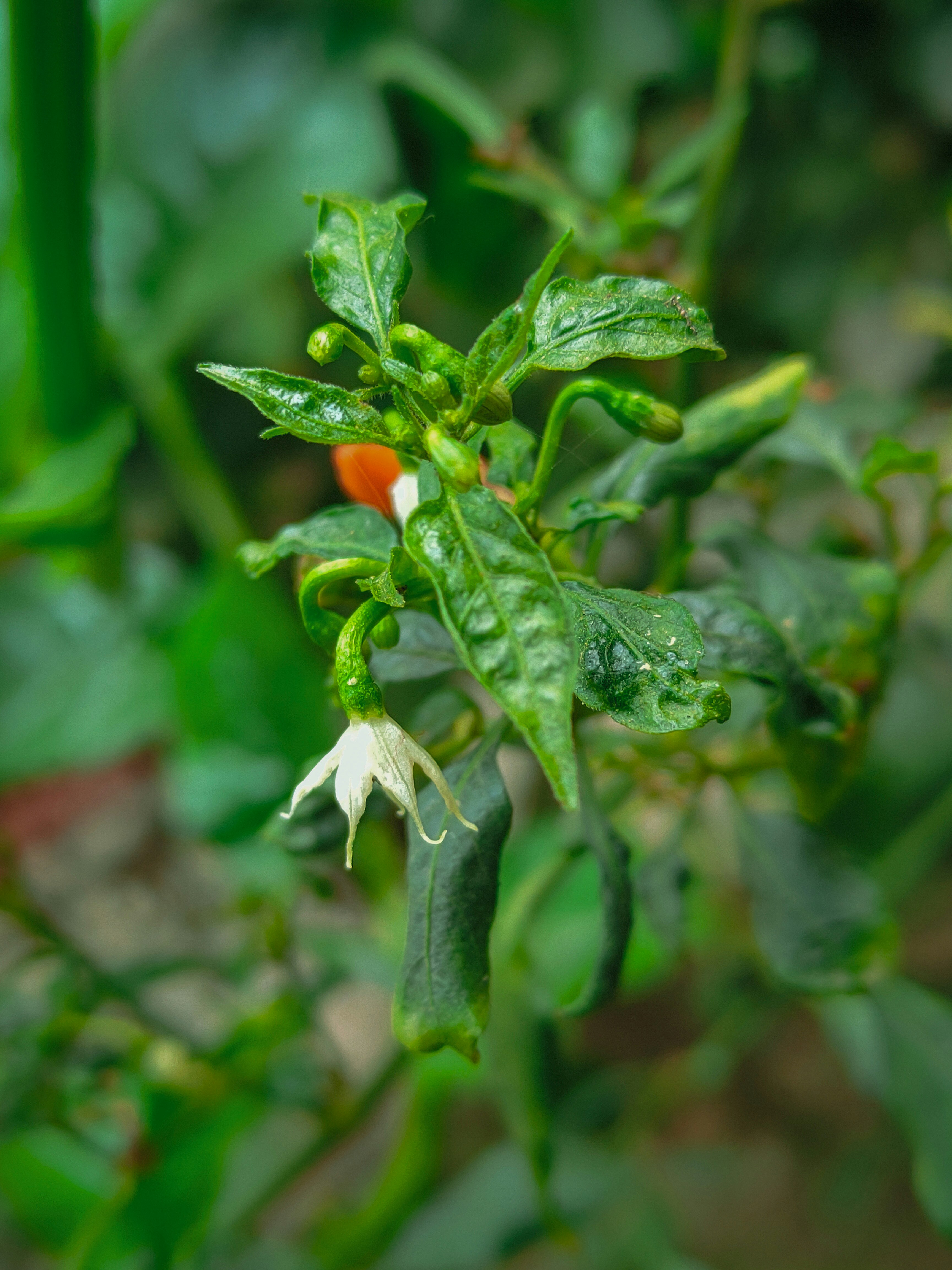 Close-up of a pepper plant showing a white bloom and young green buds against glossy leaves.