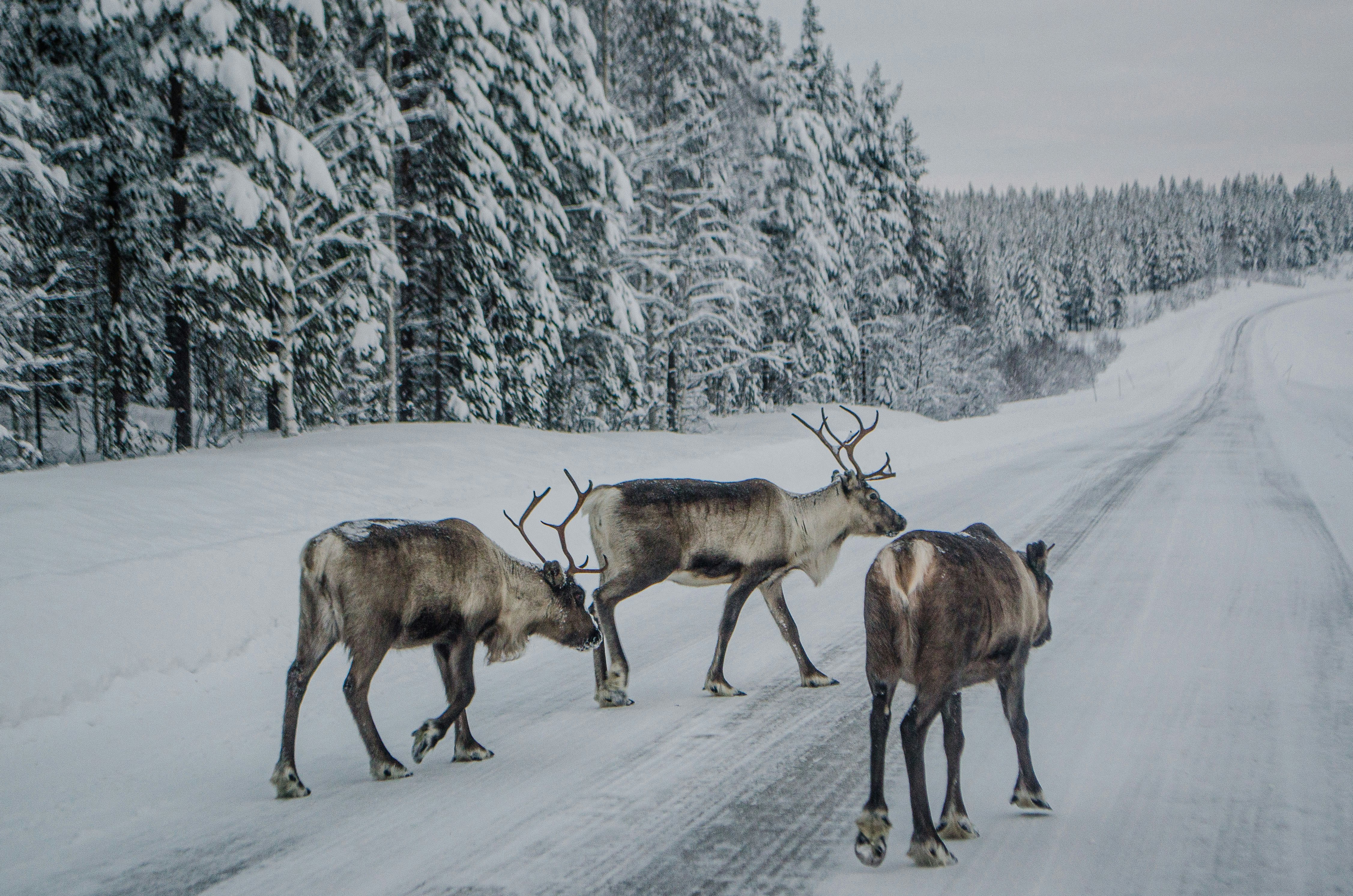 A herd of reindeer crossing a snow covered road photo – Free Sweden ...