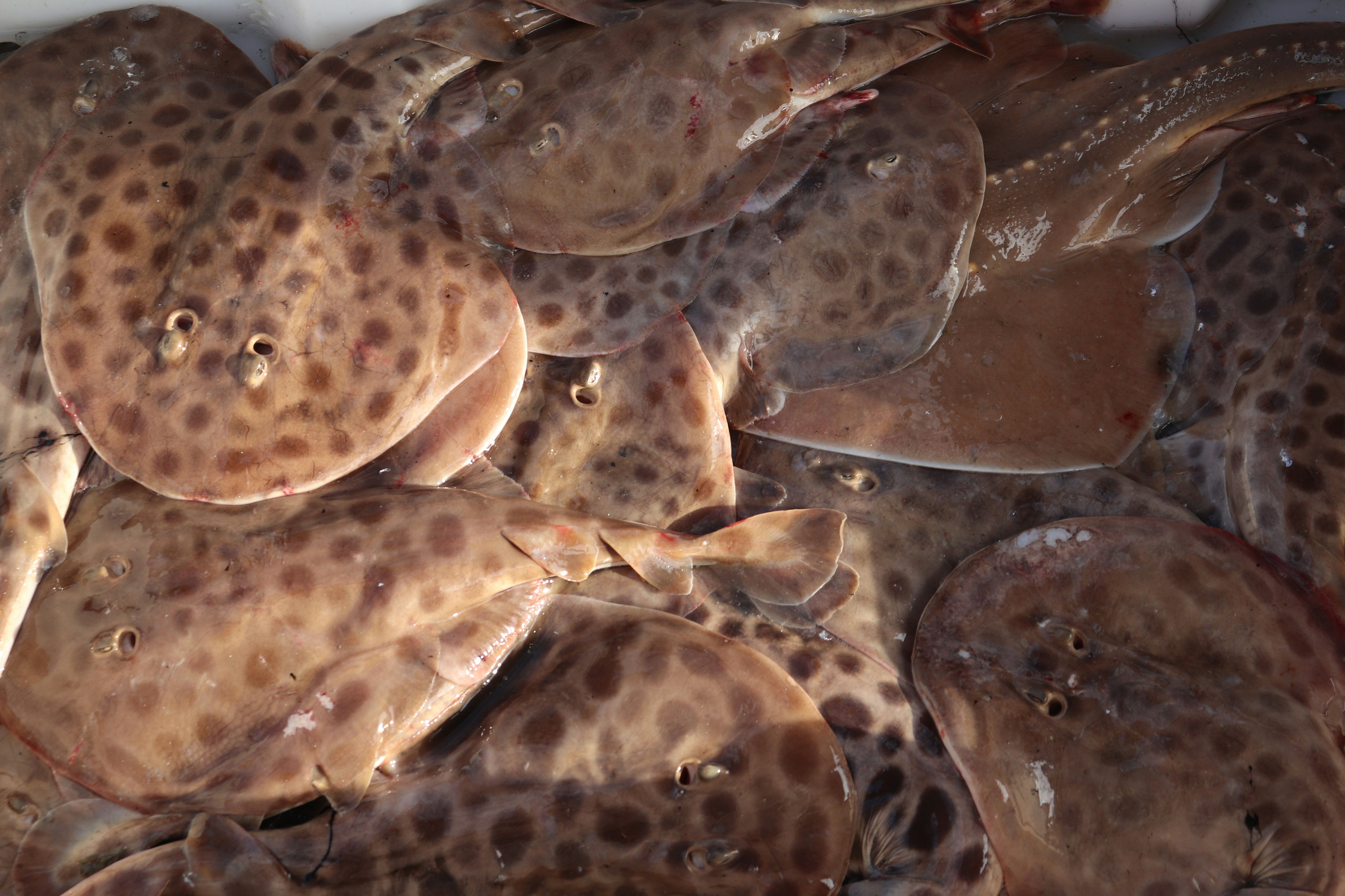 Band of spotted flatfish: a crowded shoal of sole-like fish fills the frame