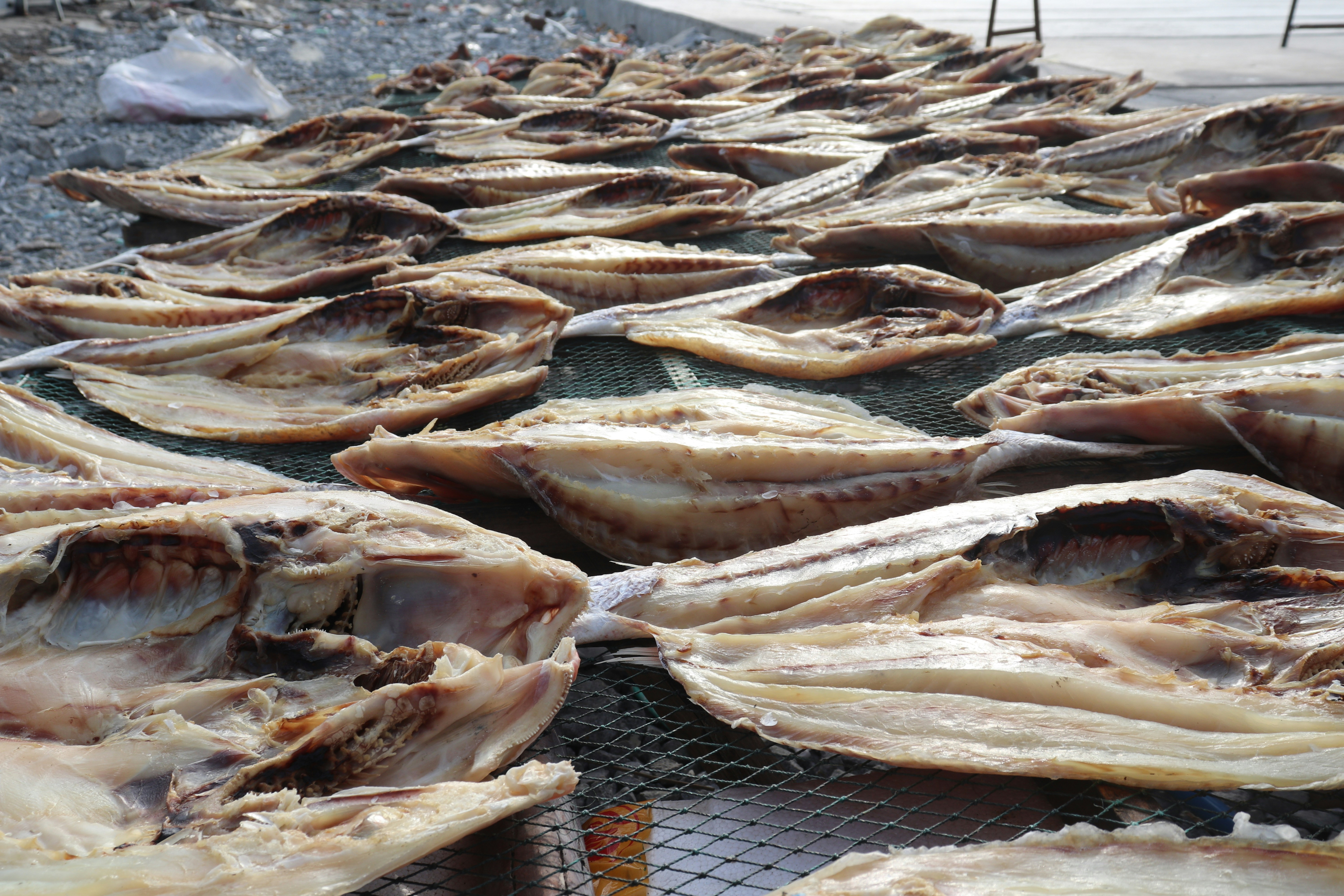Coastal Drying Rows: Hundreds of Fish on a Wire Mesh Rack