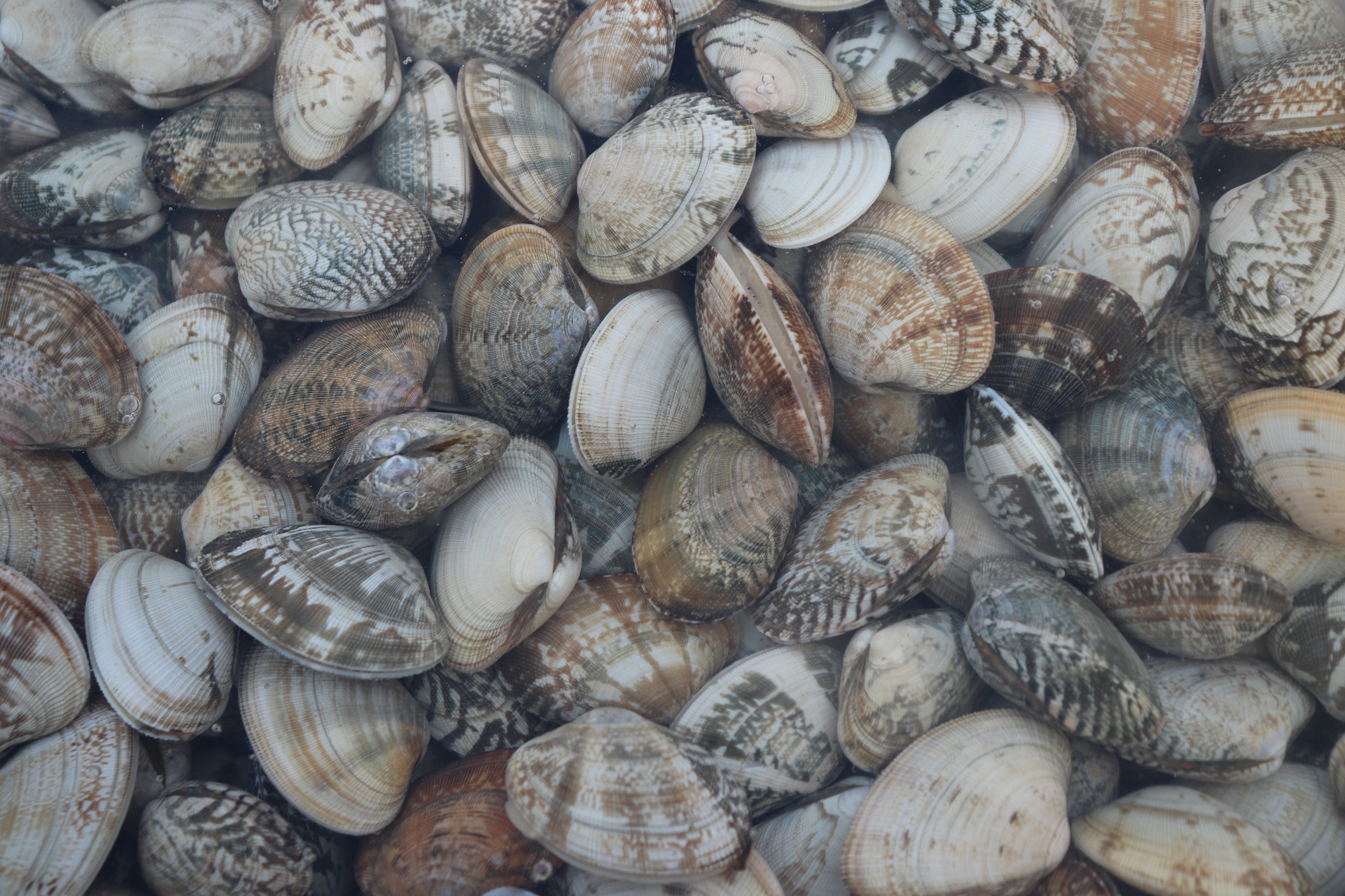 A pile of seashells sitting on top of each other photo – Free Food ...