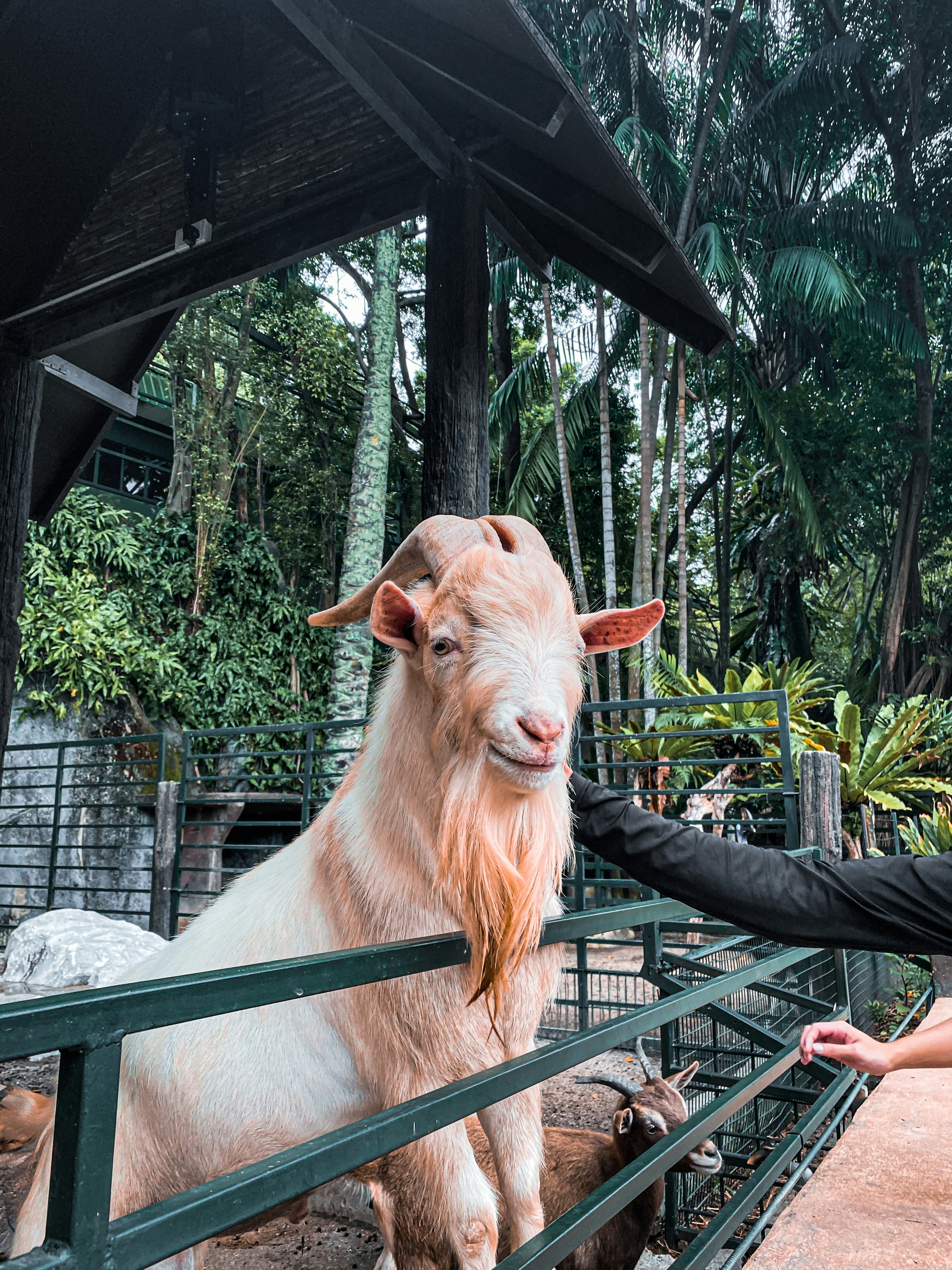 Goat at the Gate: a Quiet Portrait in a Lush Enclosure