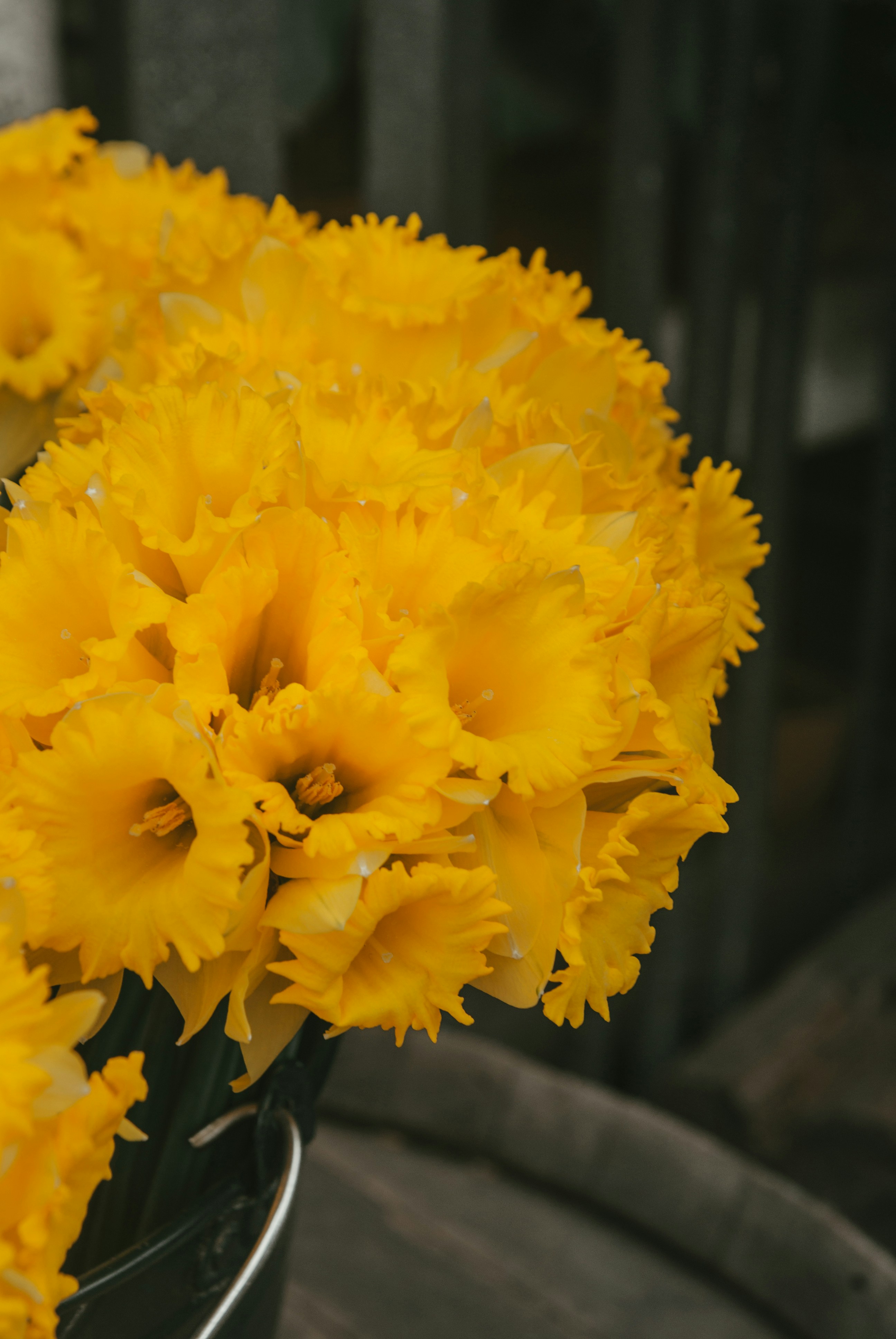 Sunlit Daffodil Cluster in a Weathered Metal Bucket