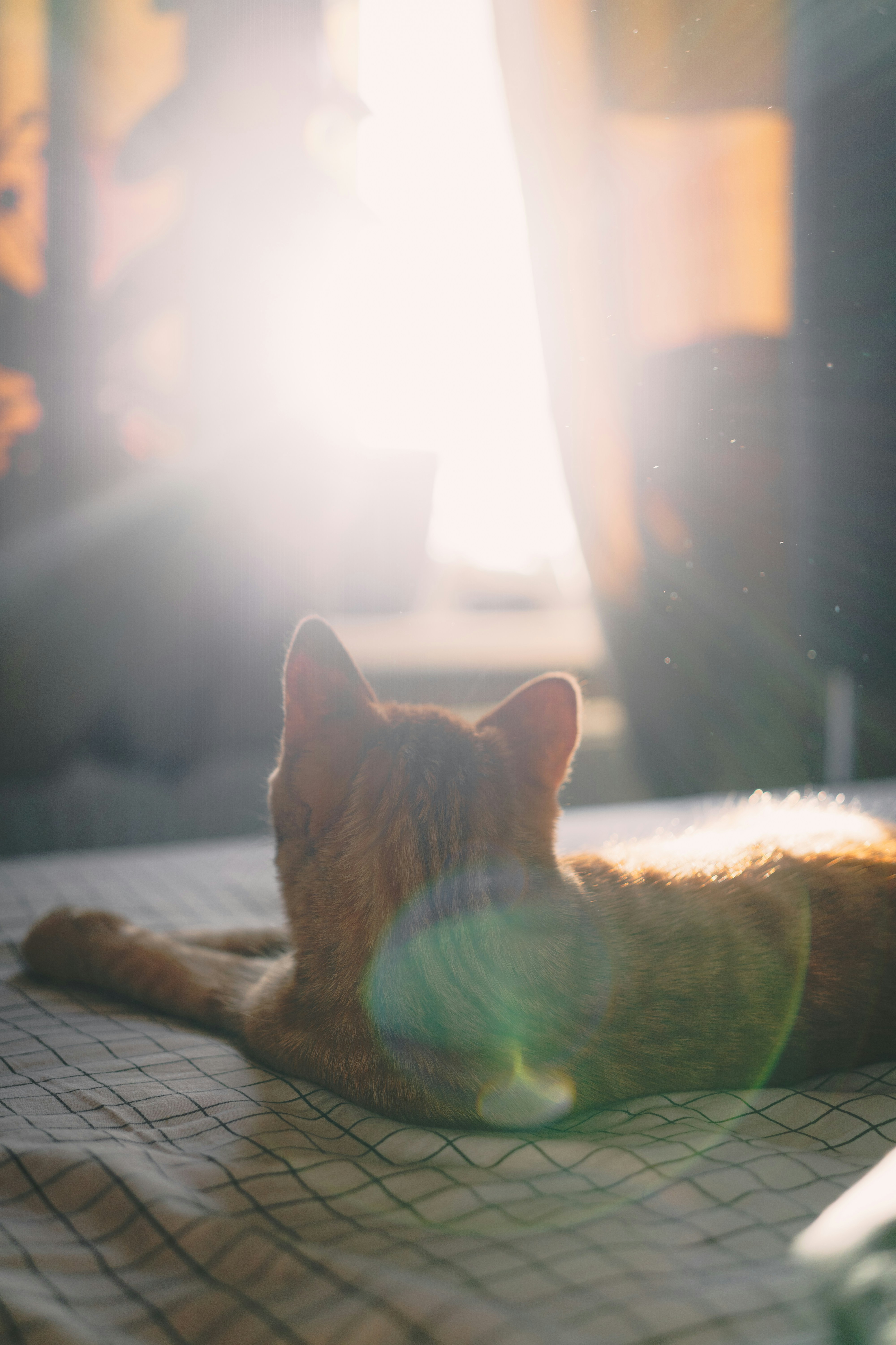 Sunlit Recline: A Ginger Cat in Warm Backlight