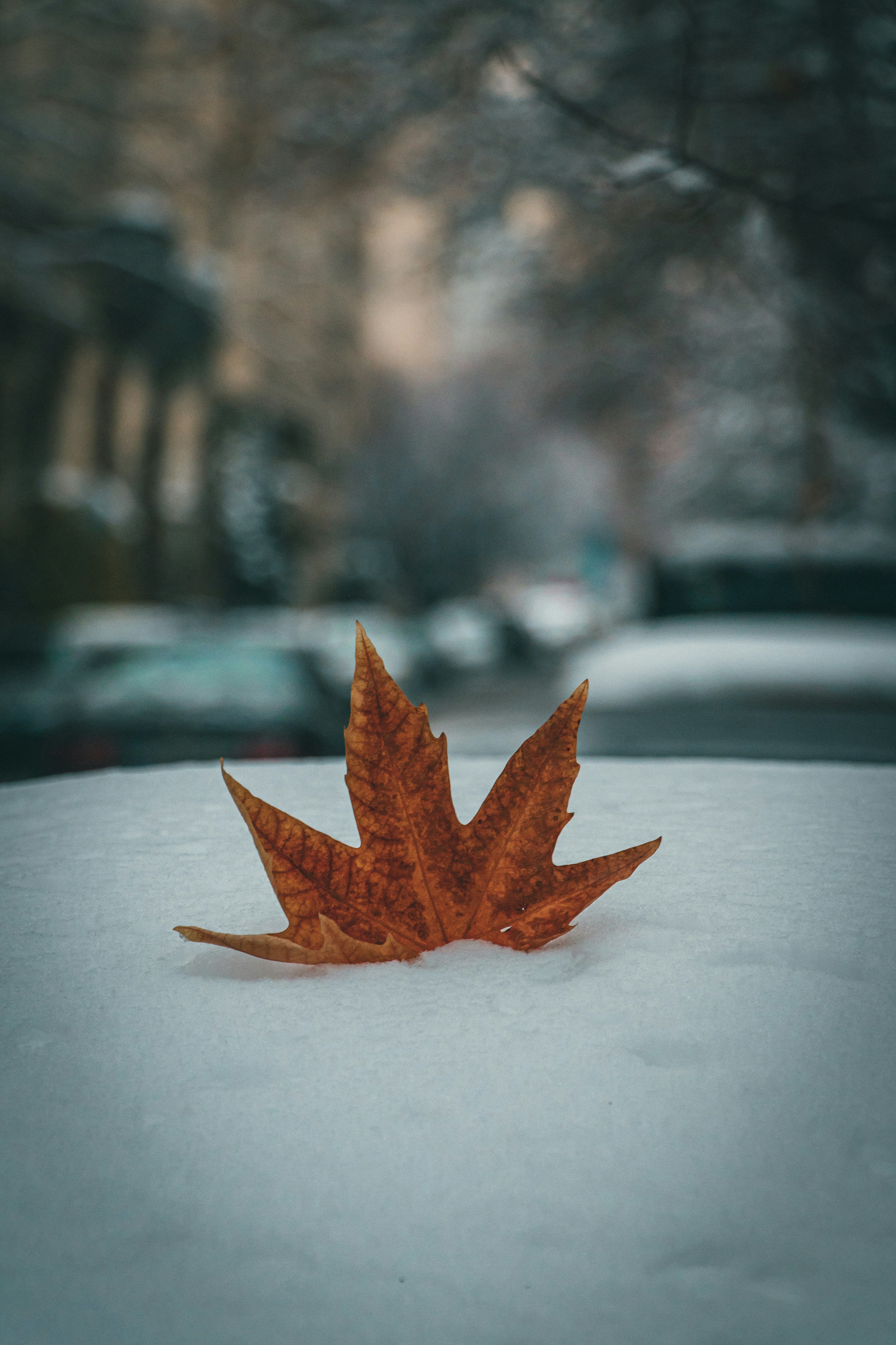 Ember Leaf on Snow: a lone maple in a softly blurred urban wintry scene