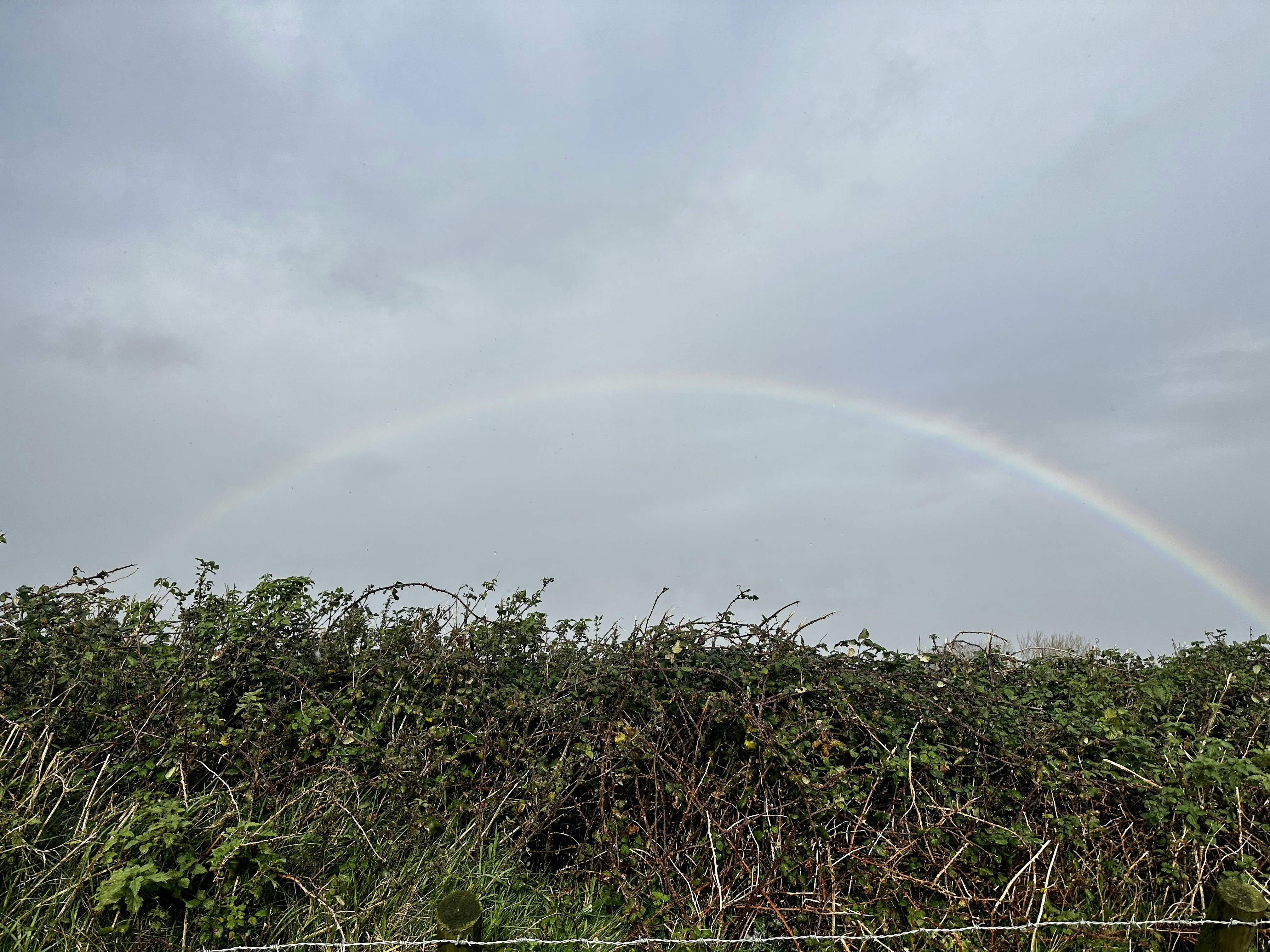 Soft Rainbow Above a Low Hedge Under a Cloudy Sky