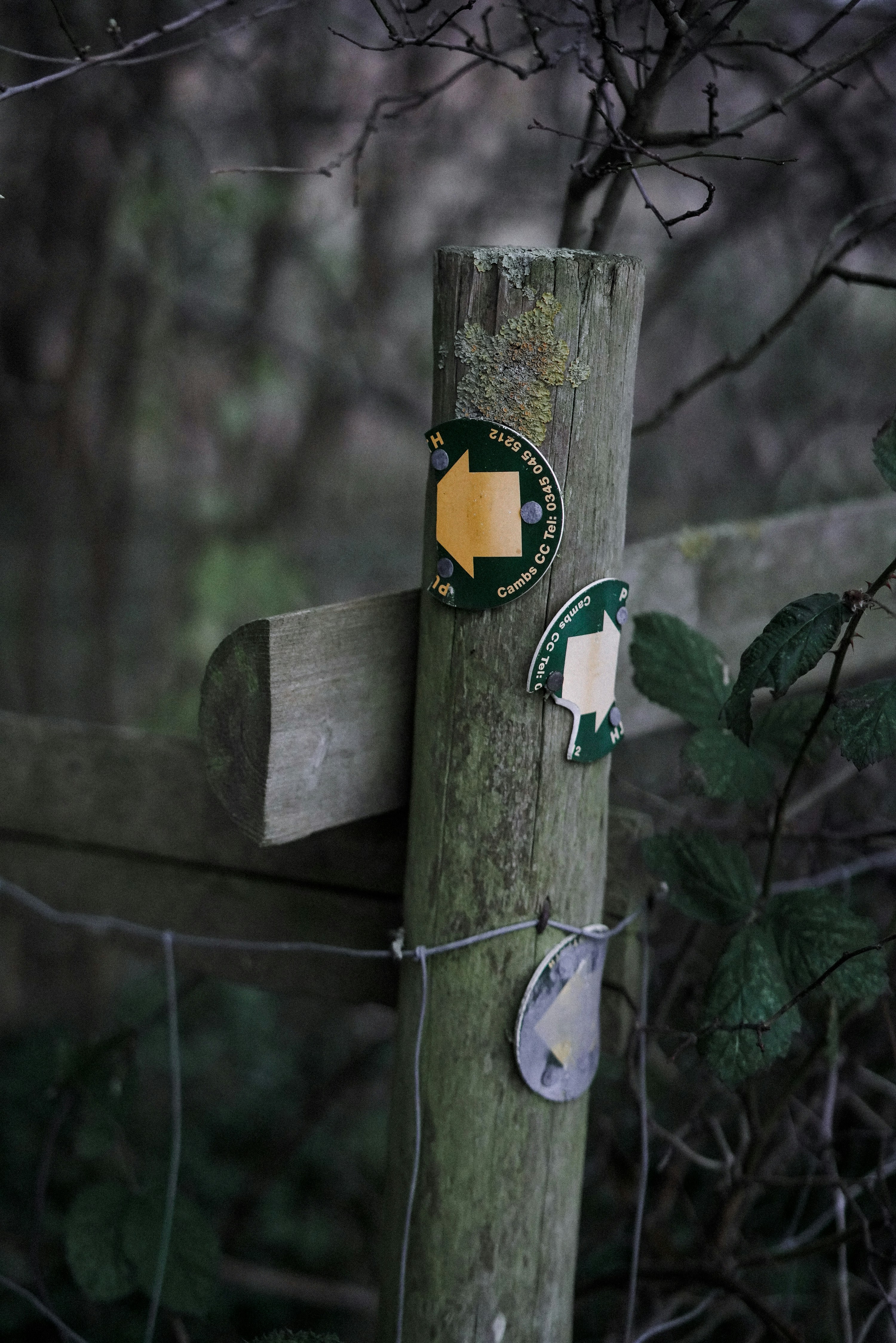 Moss-Covered Post Bearing Circular Trail Markers in a Quiet Forest