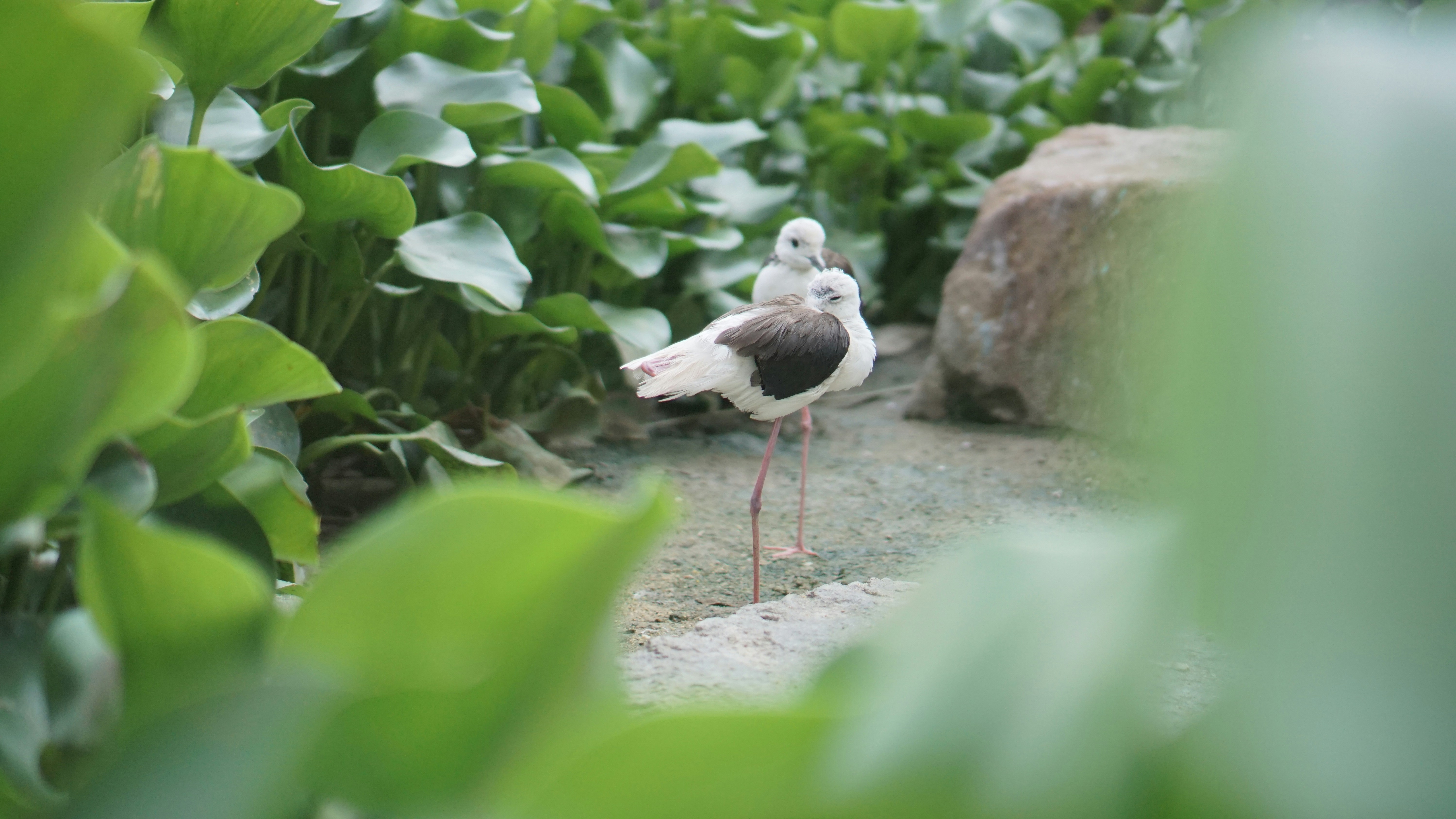 Two White-Winged Stilts on a Quiet Garden Path
