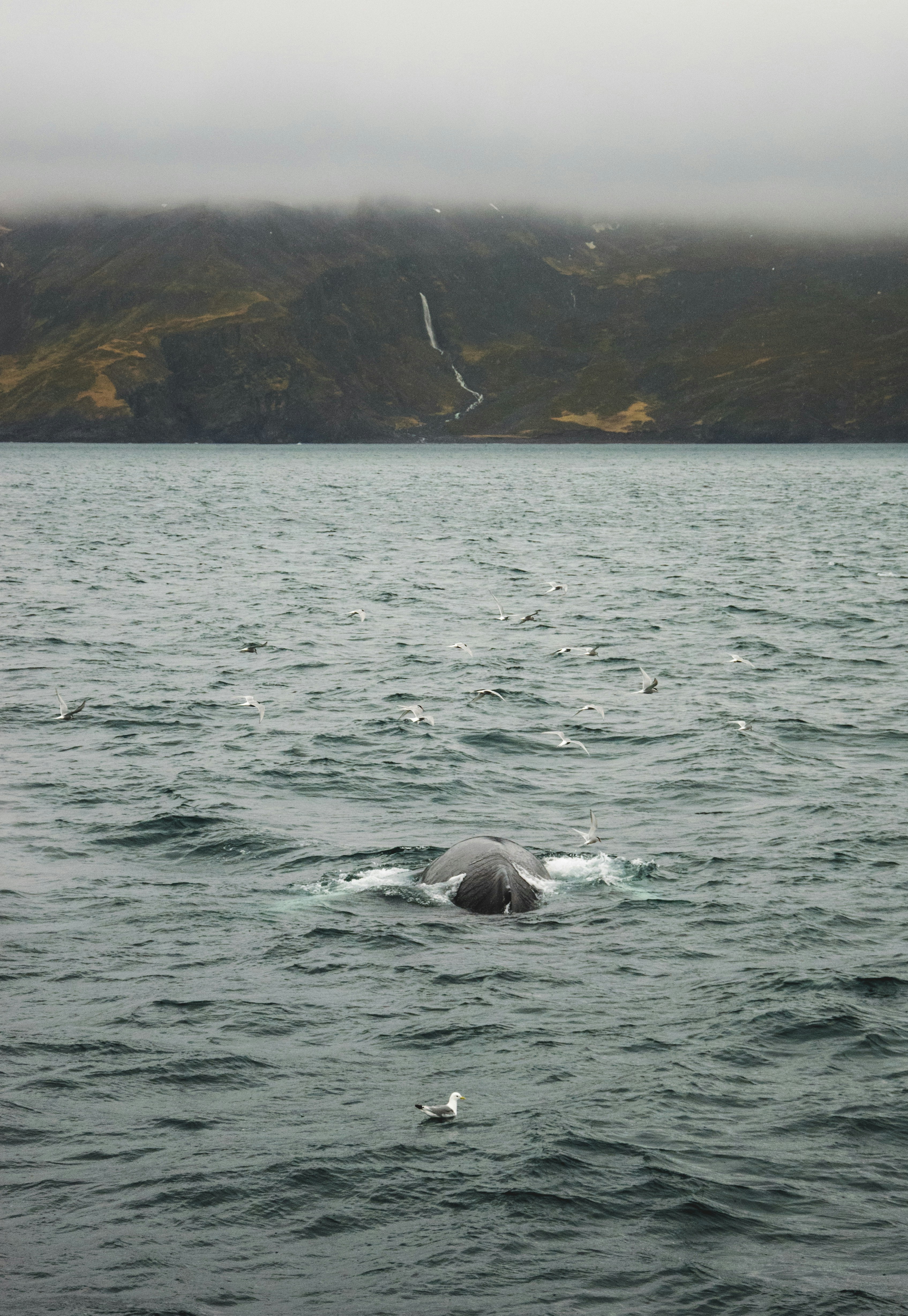 A whale taking a breath and diving underwater, with iceland in the background, near Húsavik, Iceland
