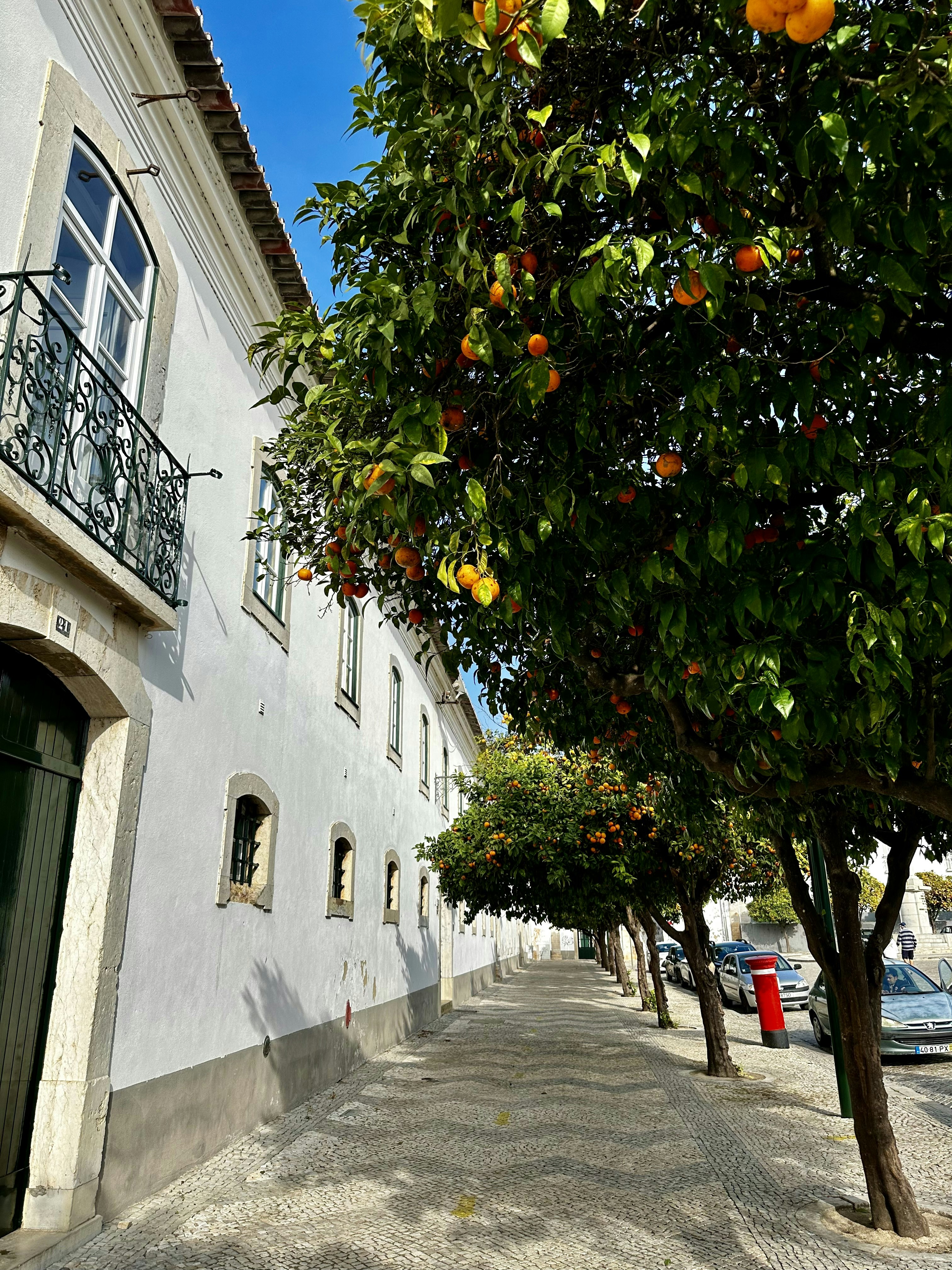 Sunlit Orange Canopy Framing a Quiet City Street