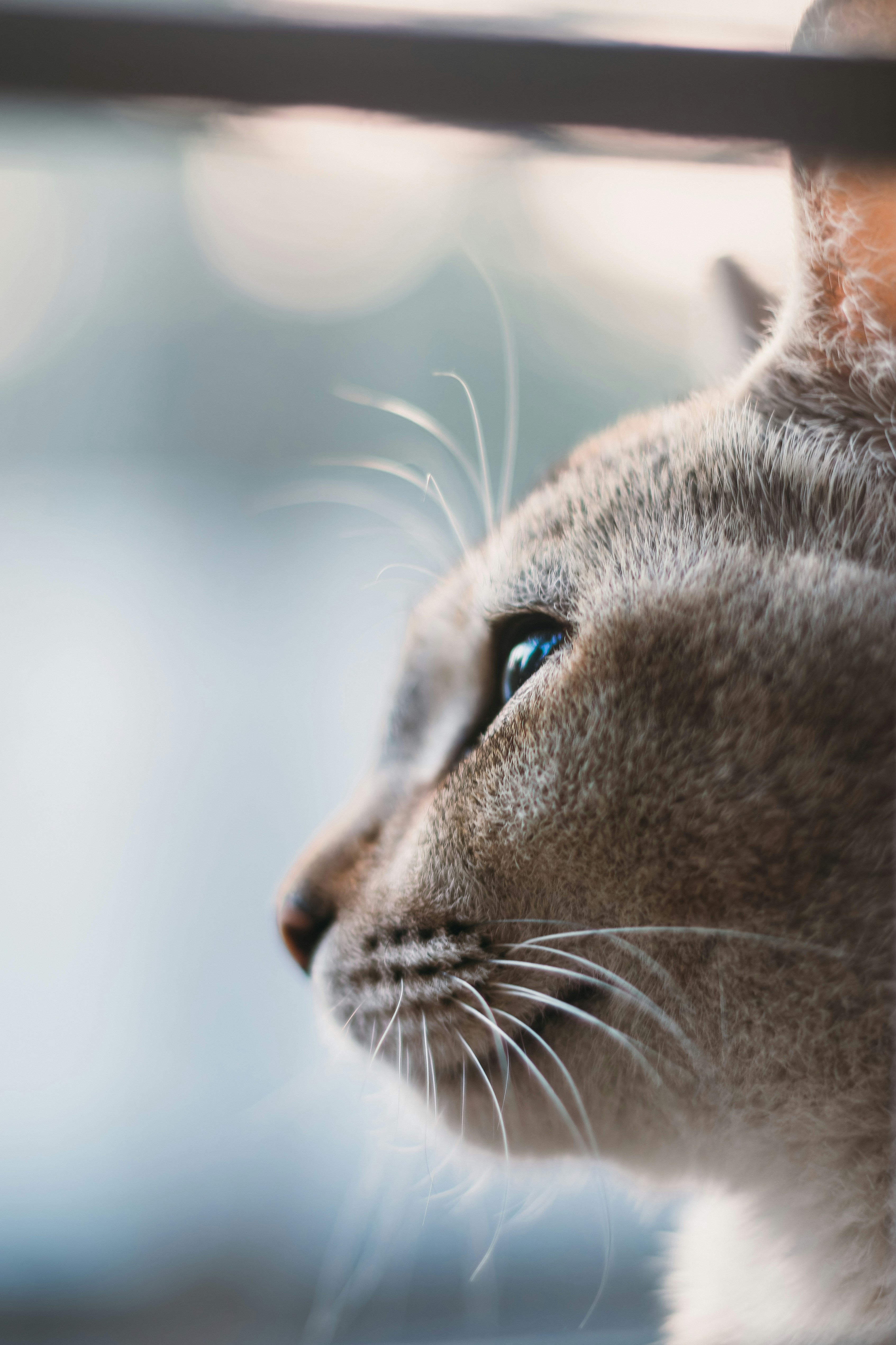 Side-Profile of a Curious Cat Under Velvet Bokeh