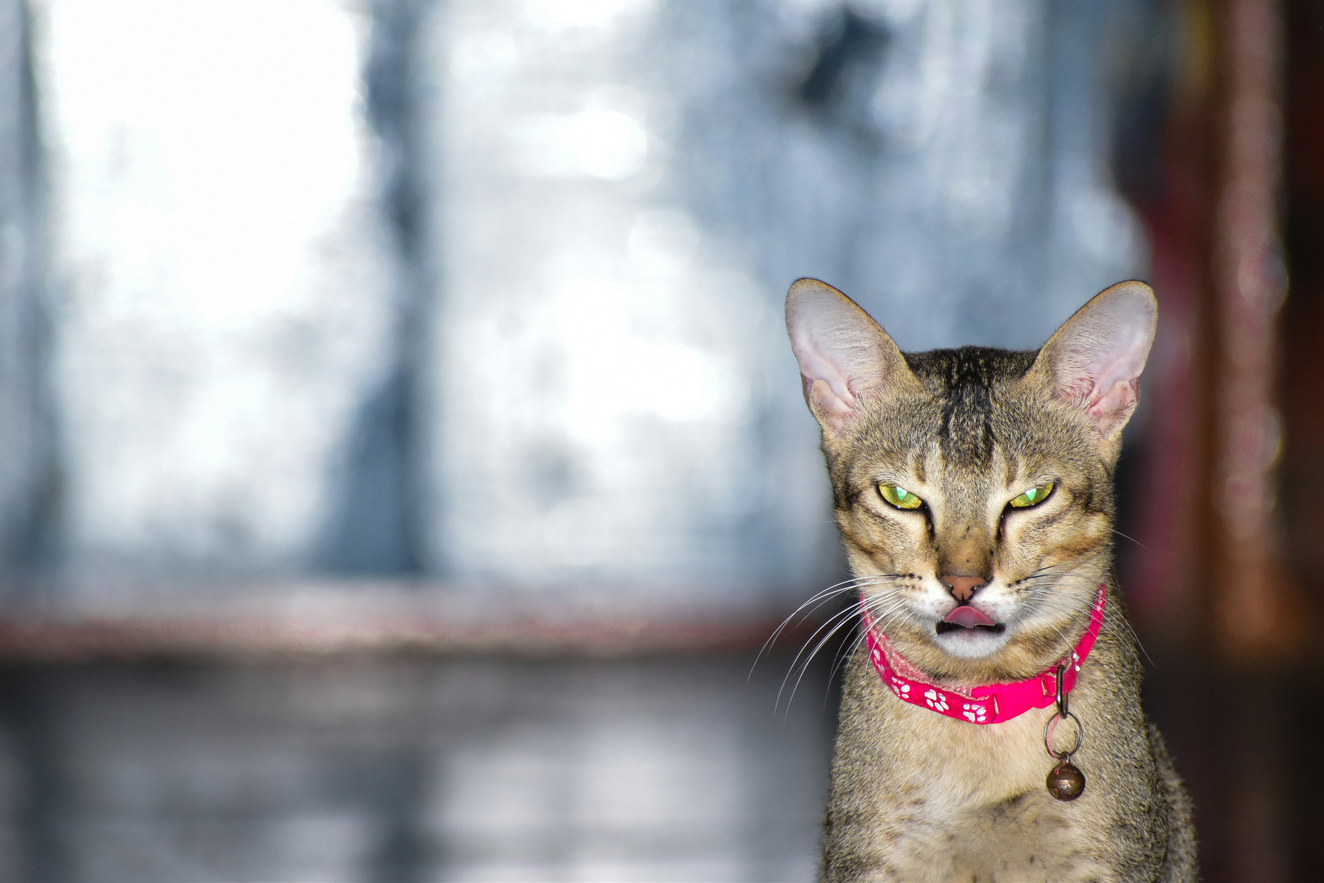 Focused Feline: Pink-Collared Stare in a Velvet Blur