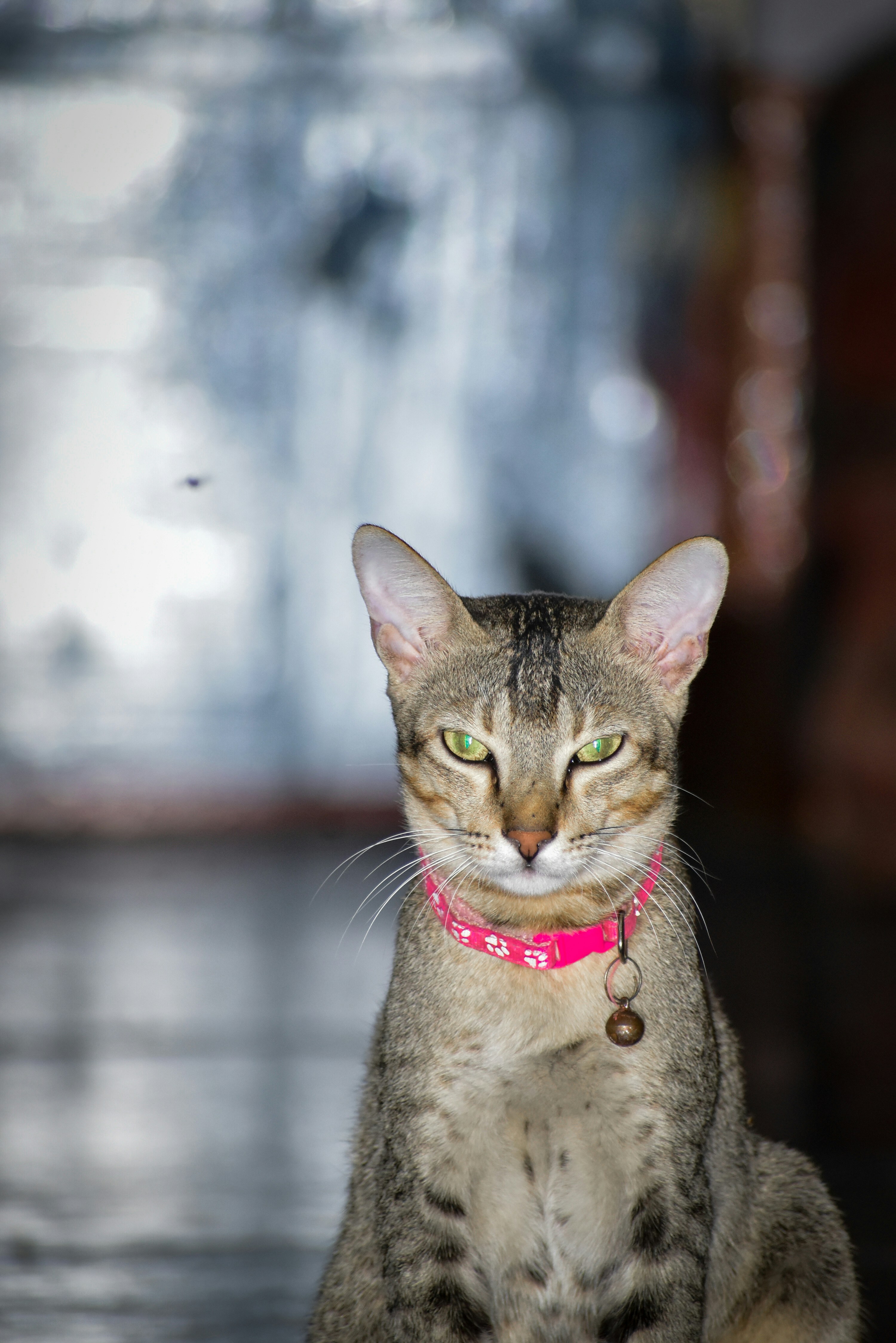 Green-Gaze Sentinel: A Pink-Collared Cat in a Shadowed Hallway