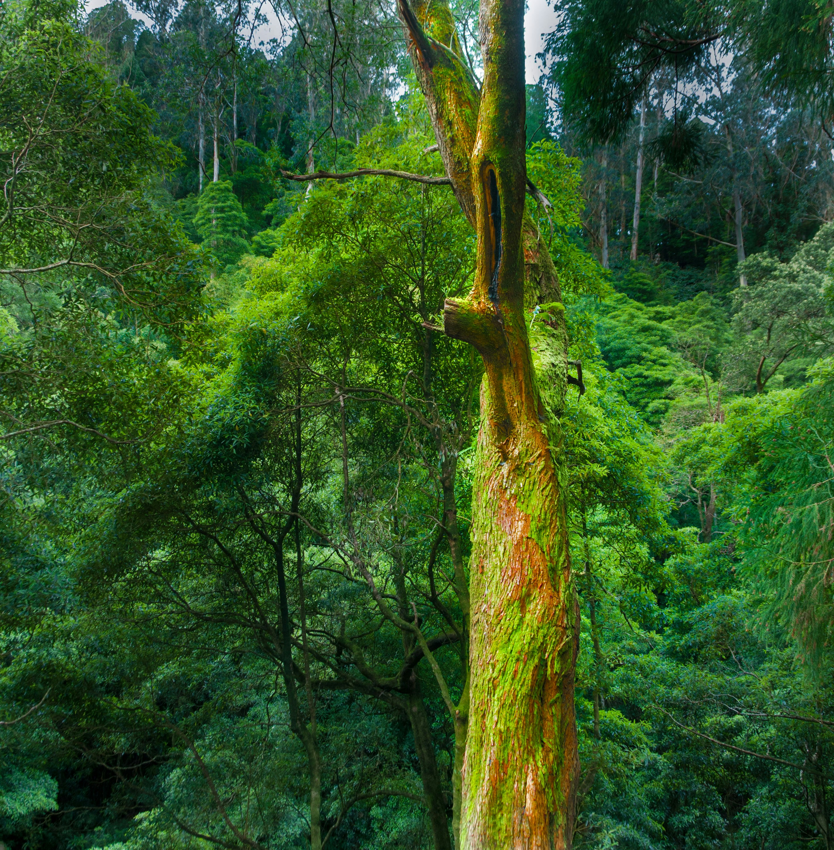 Emerald Sentinel: Moss-veined trunk rising through a verdant forest canopy