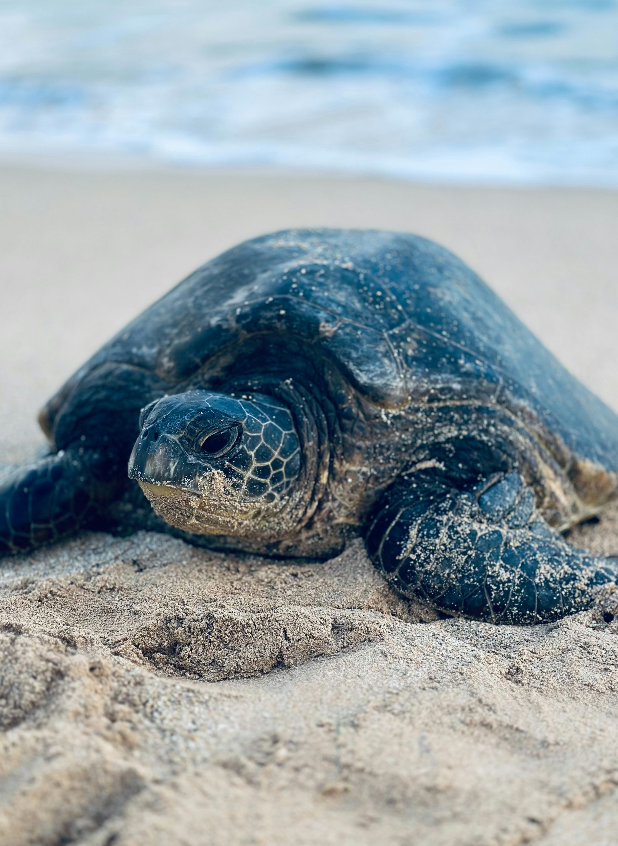 Sea Turtles Pictures | Download Free Images on Unsplash