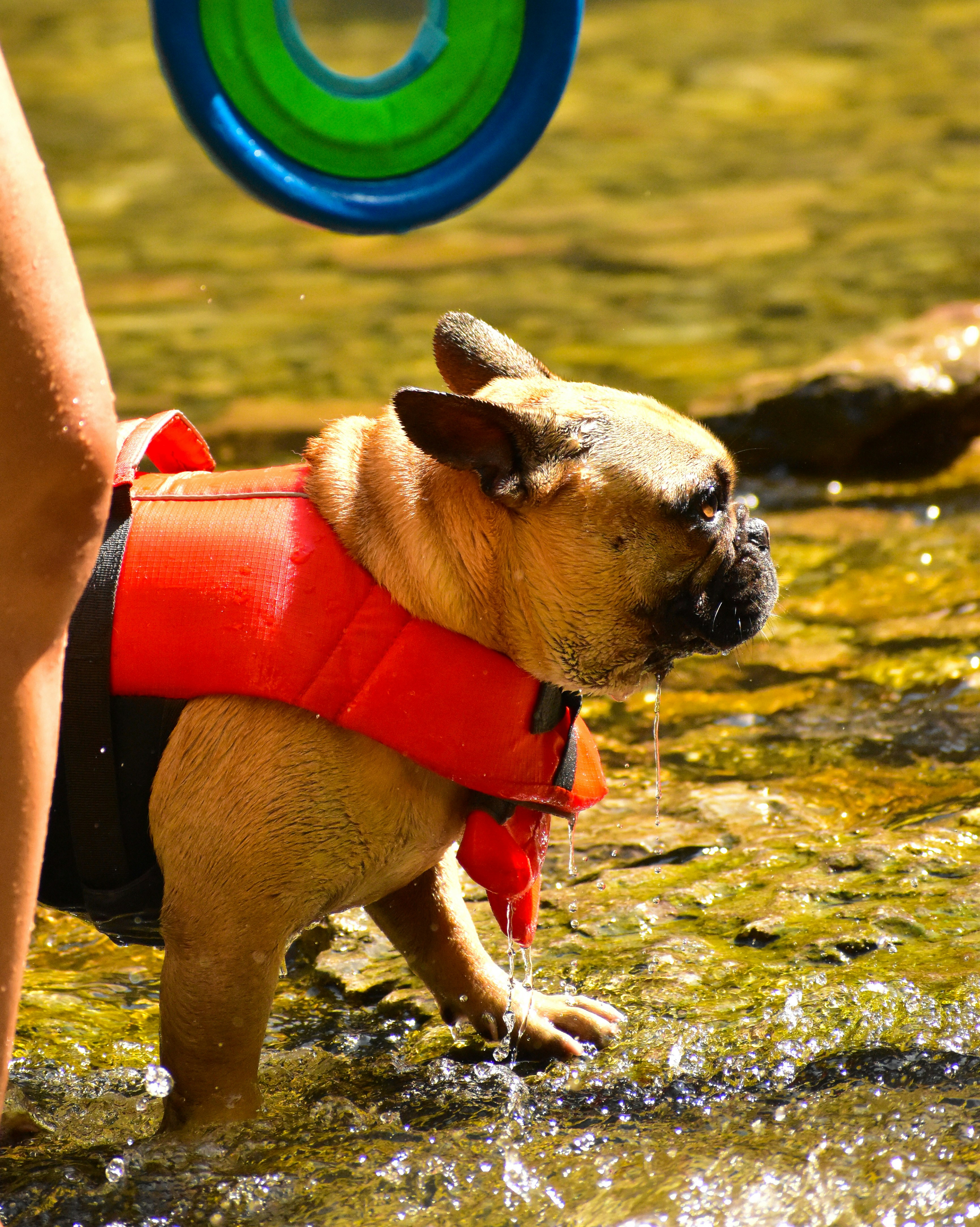 Tiny River Adventure: Pug in a Bright Orange Life Vest Navigates Shallow Waters