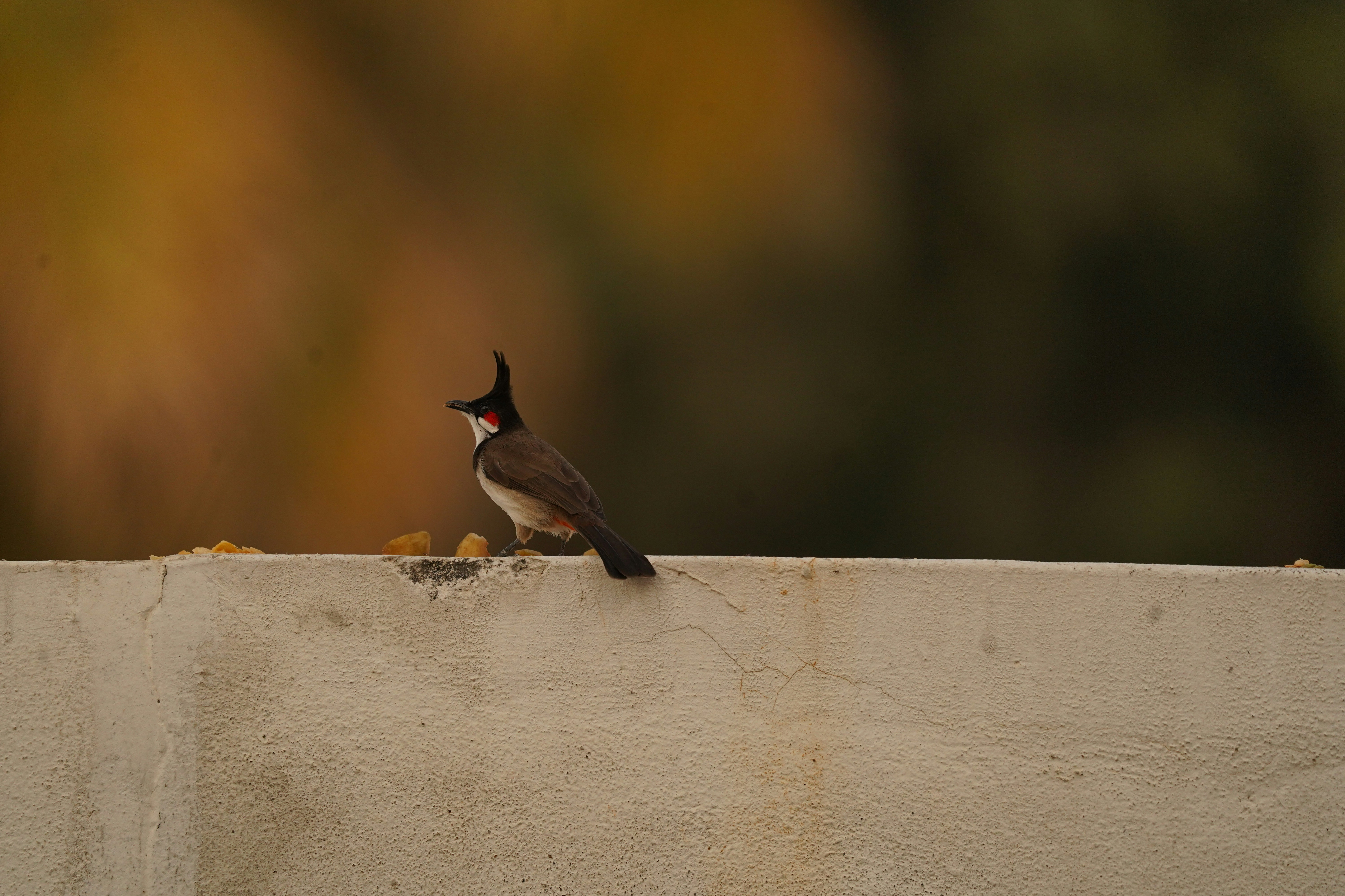 Autumn Ledge: A Red-Throated Songbird Perched on a Sunlit Barrier