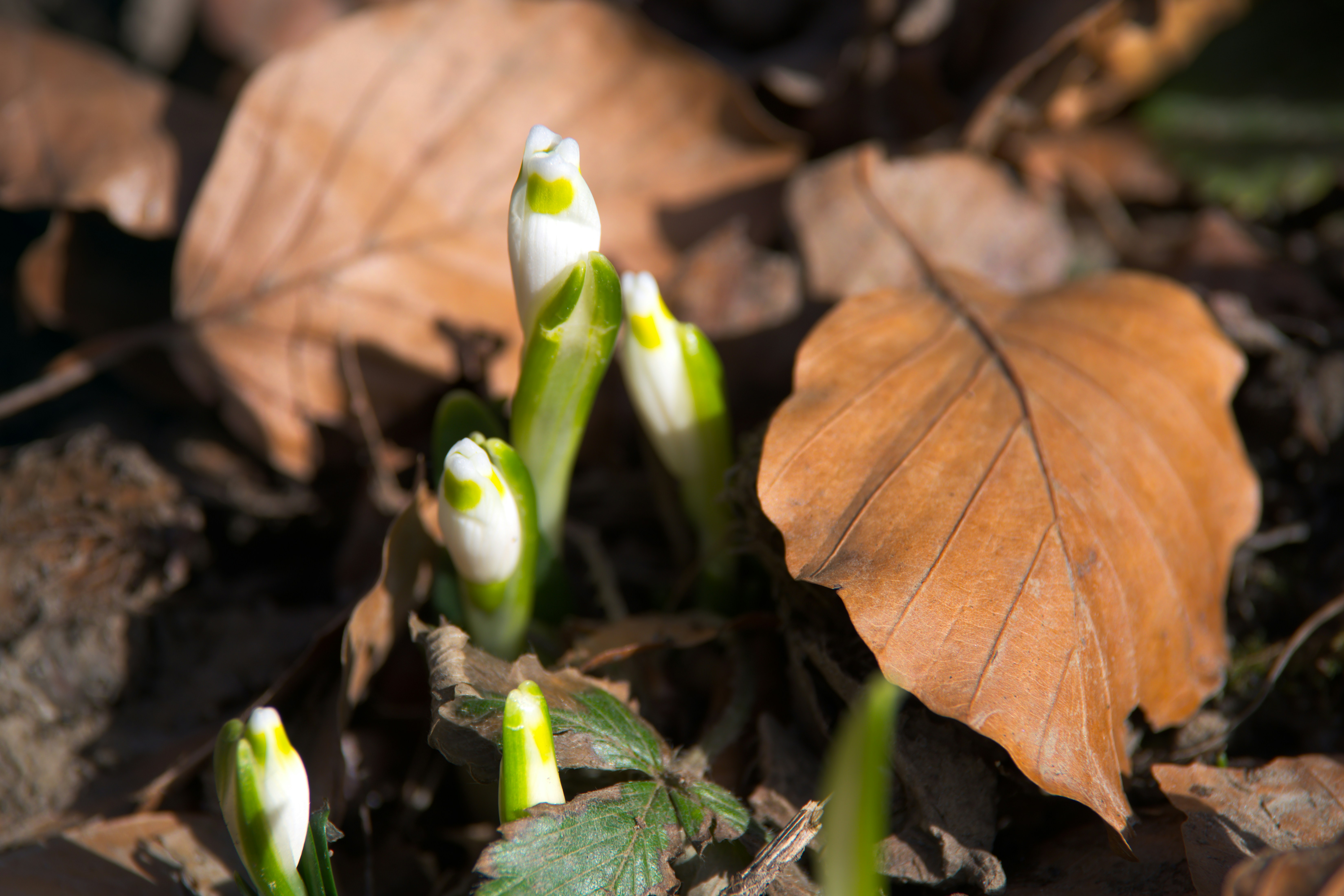 Emerging Green Buds Break Through Autumn Leaf Litter