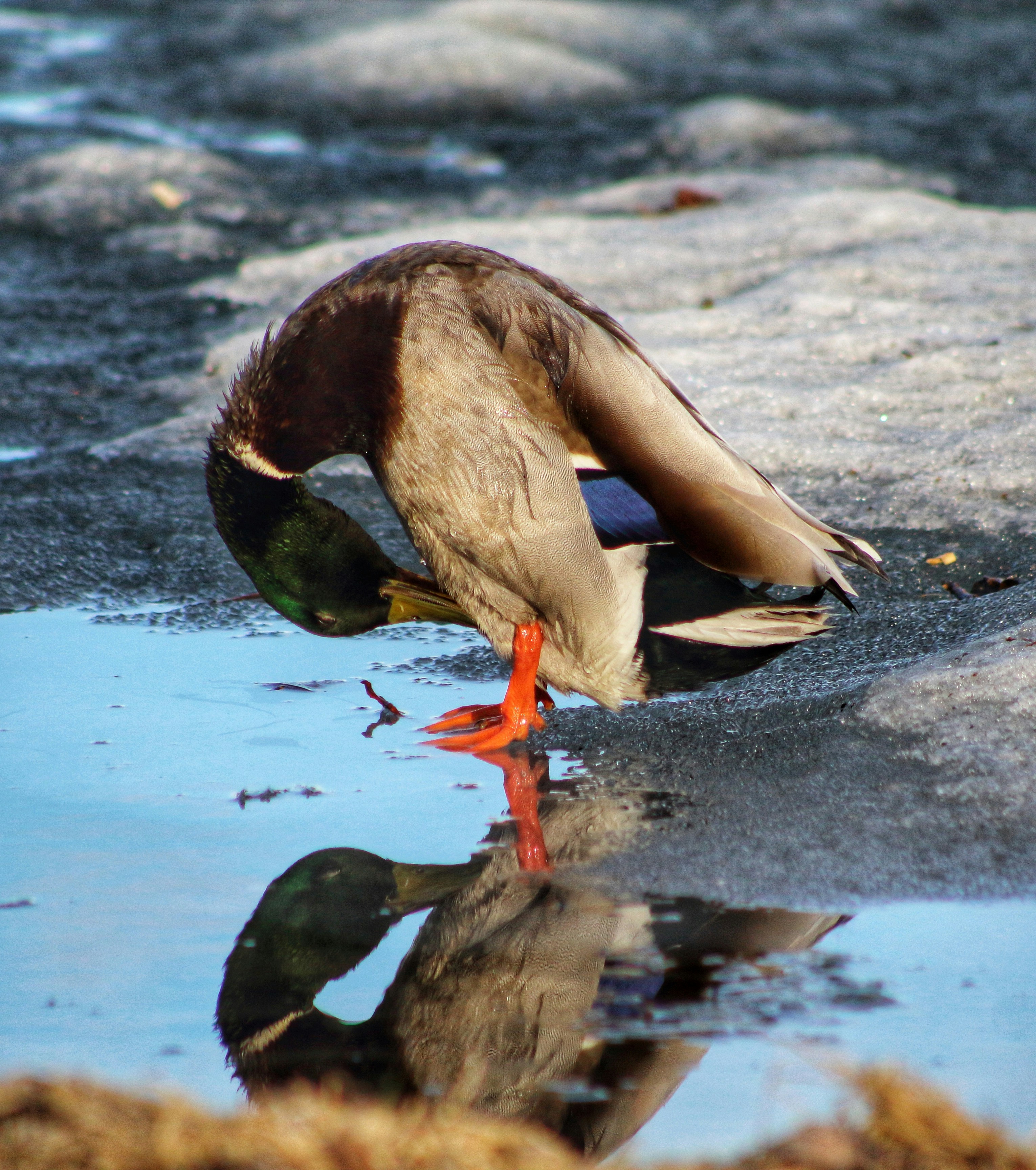 Mallard's Reflection Dance on Icy Surface