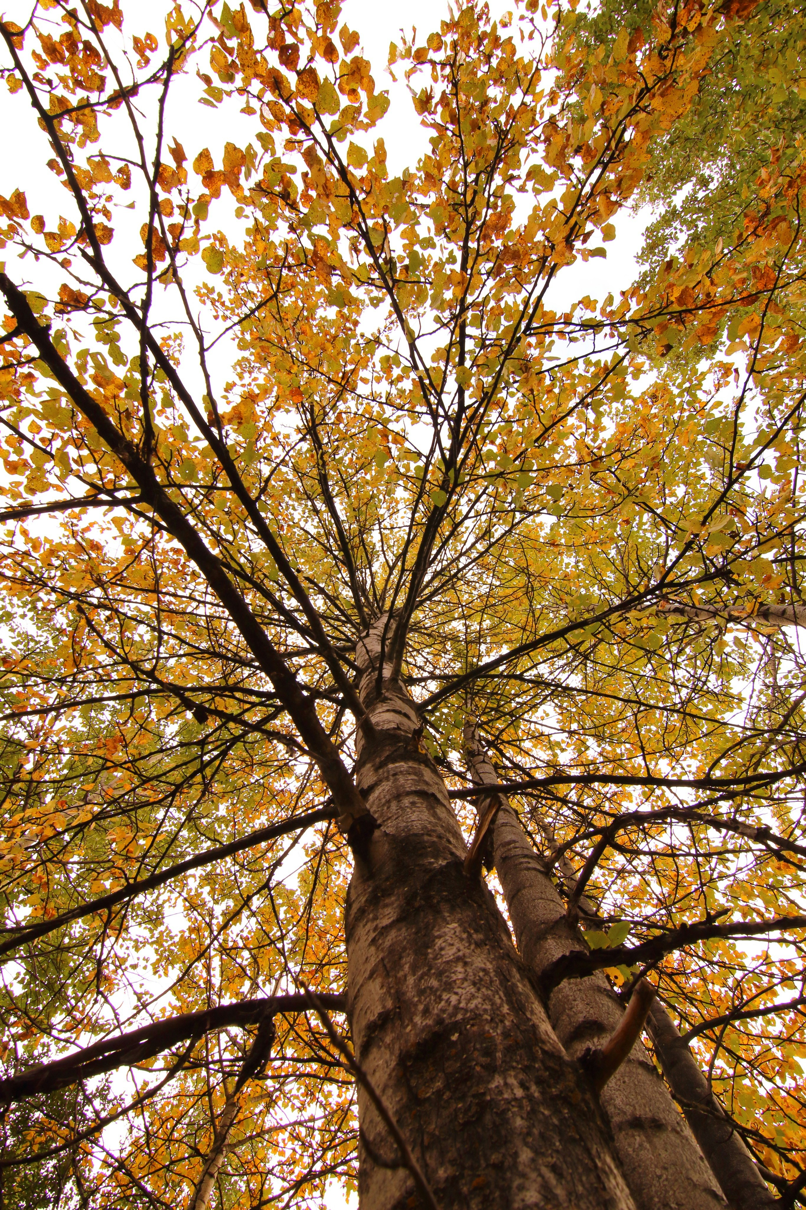 A tall tree with lots of leaves on it photo – Free Anchorage Image on ...
