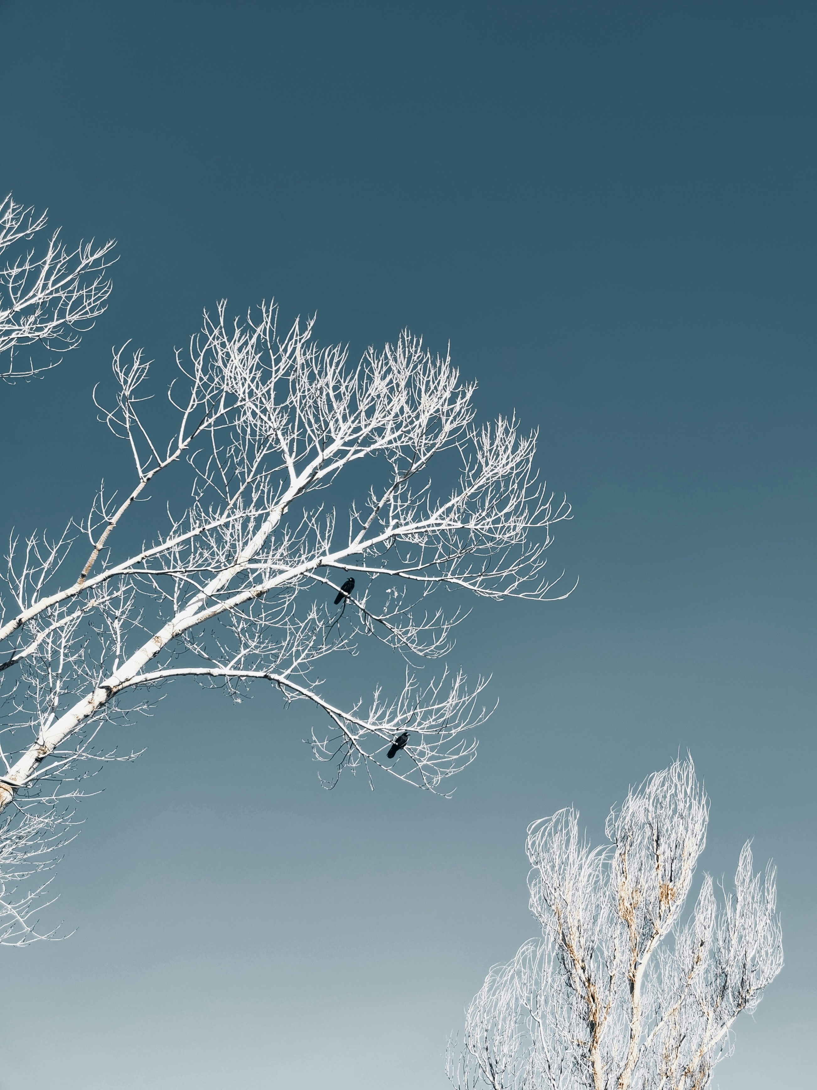 50,000+ White Theme Pictures | Download Free Images on Unsplash